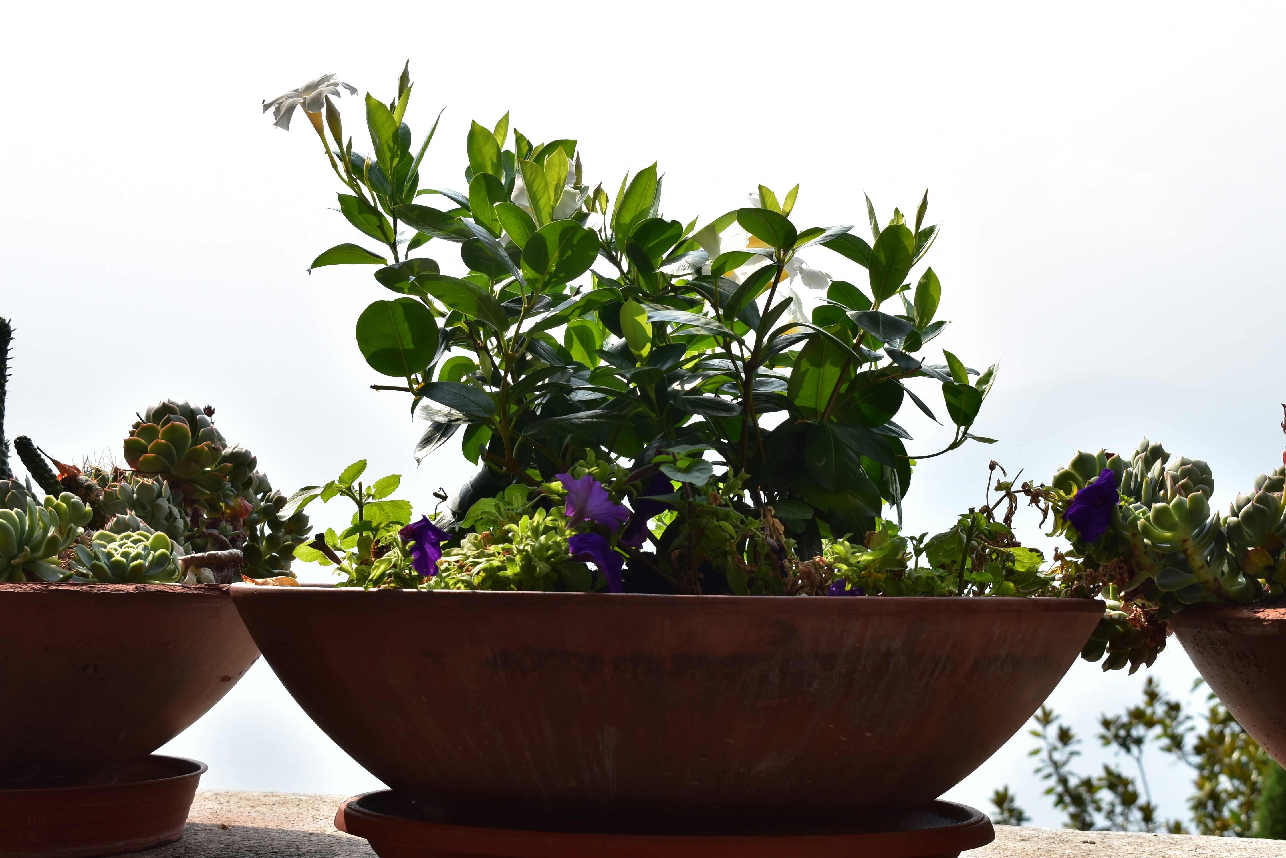 green plant in pot on concrete