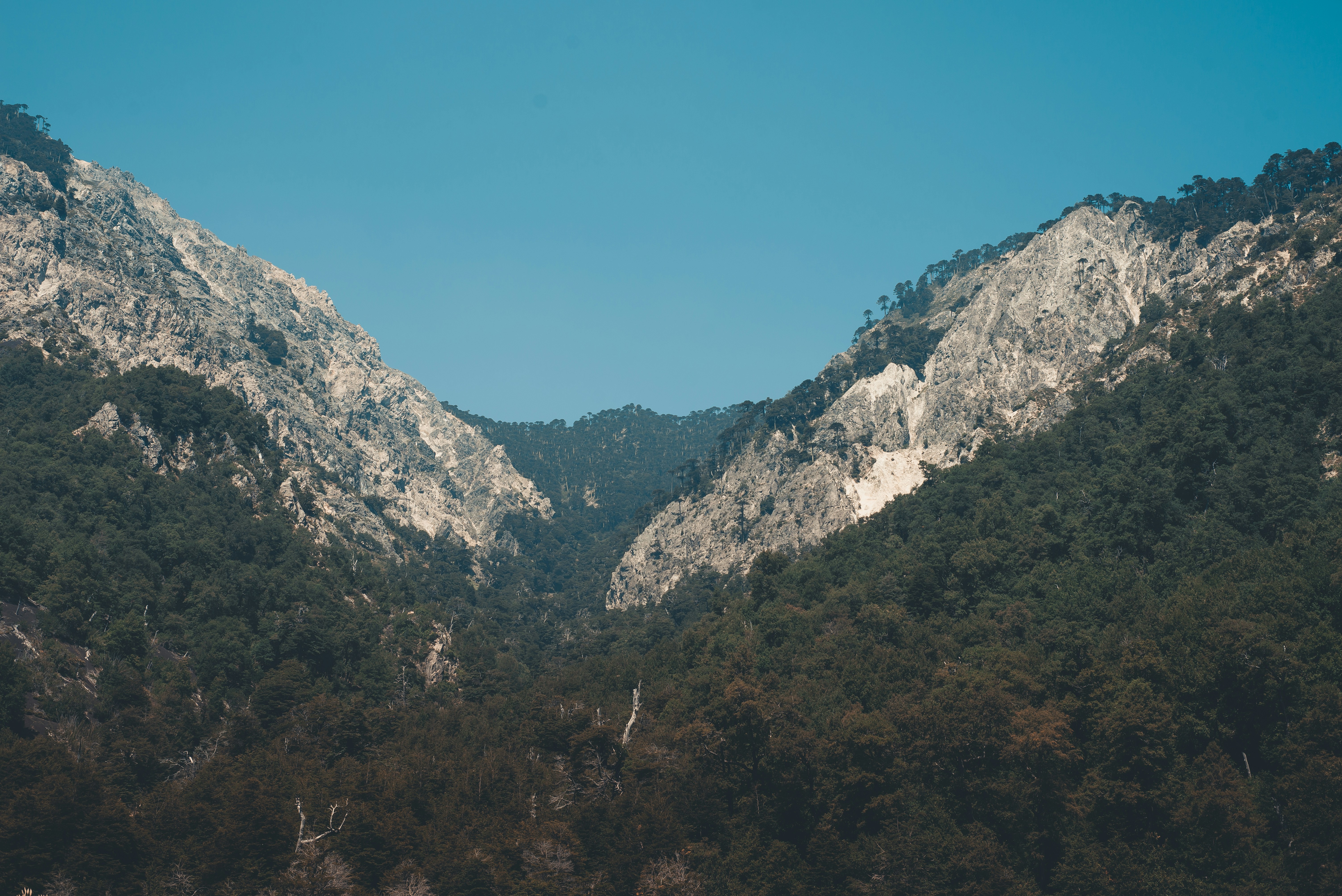 Forest-covered mountains with rocky summits under a clear blue sky.