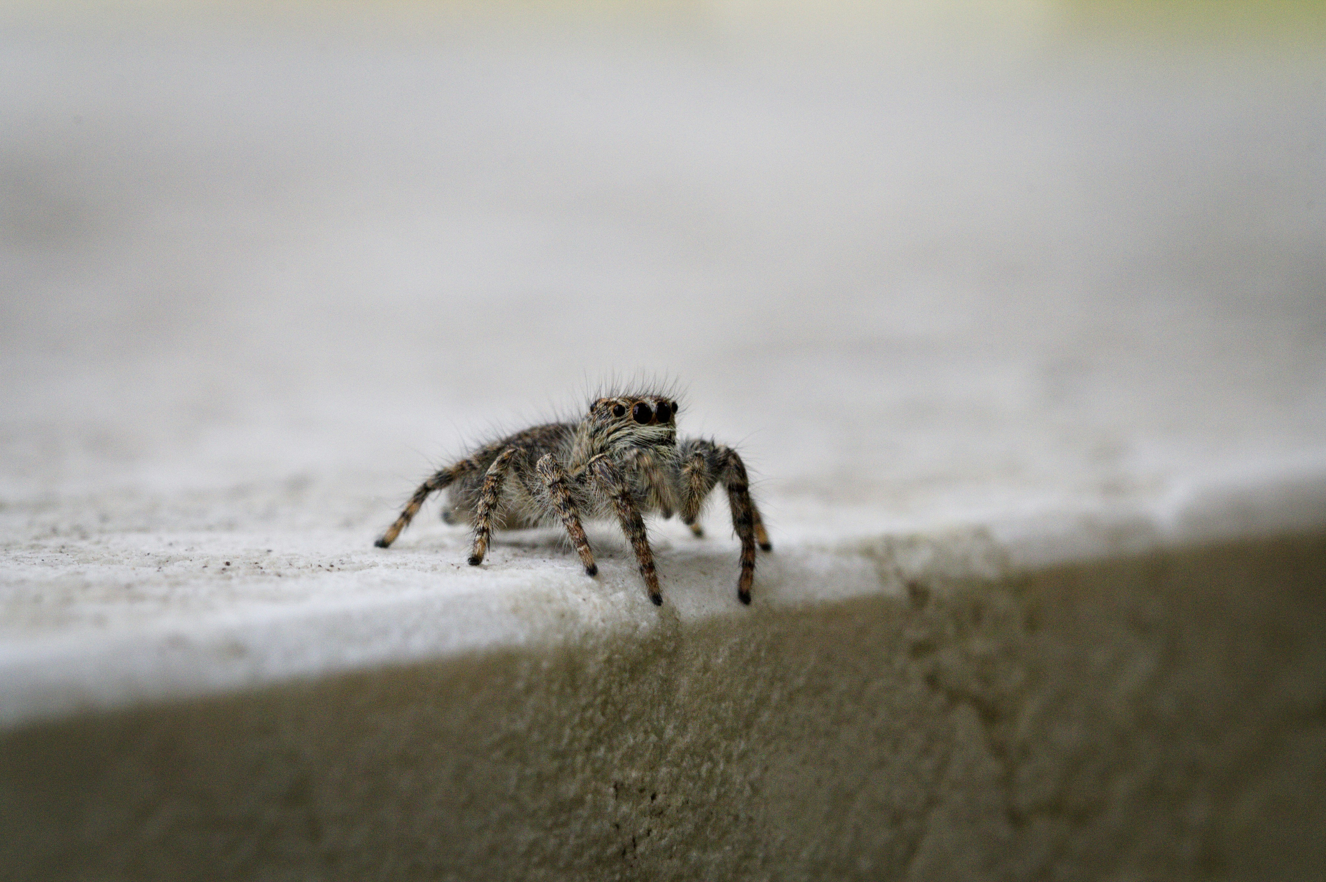 Macro Pause: a lone jumping spider on a concrete ledge