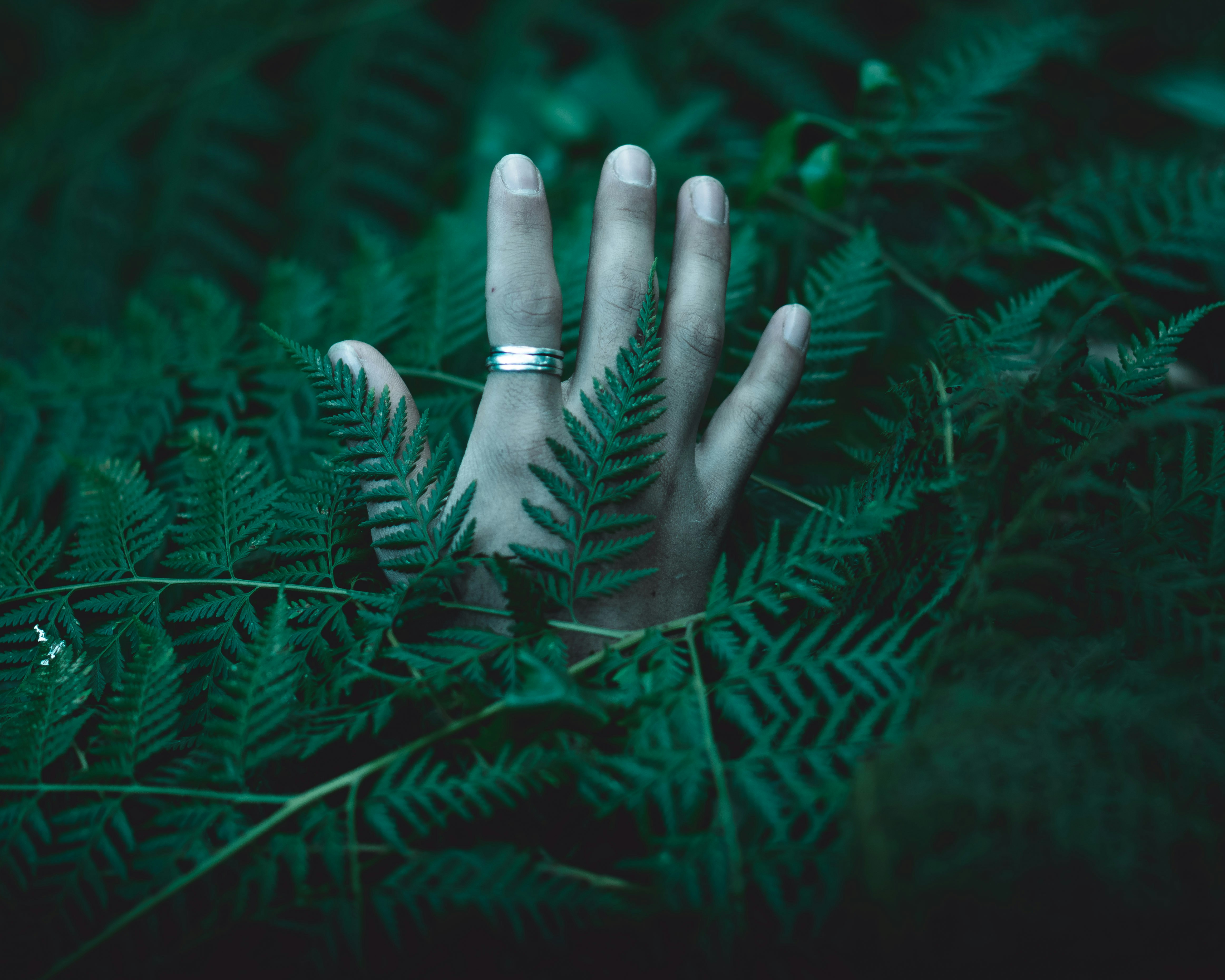 Veiled Gentleman: A Silver Band Emerges from Fern Shadows