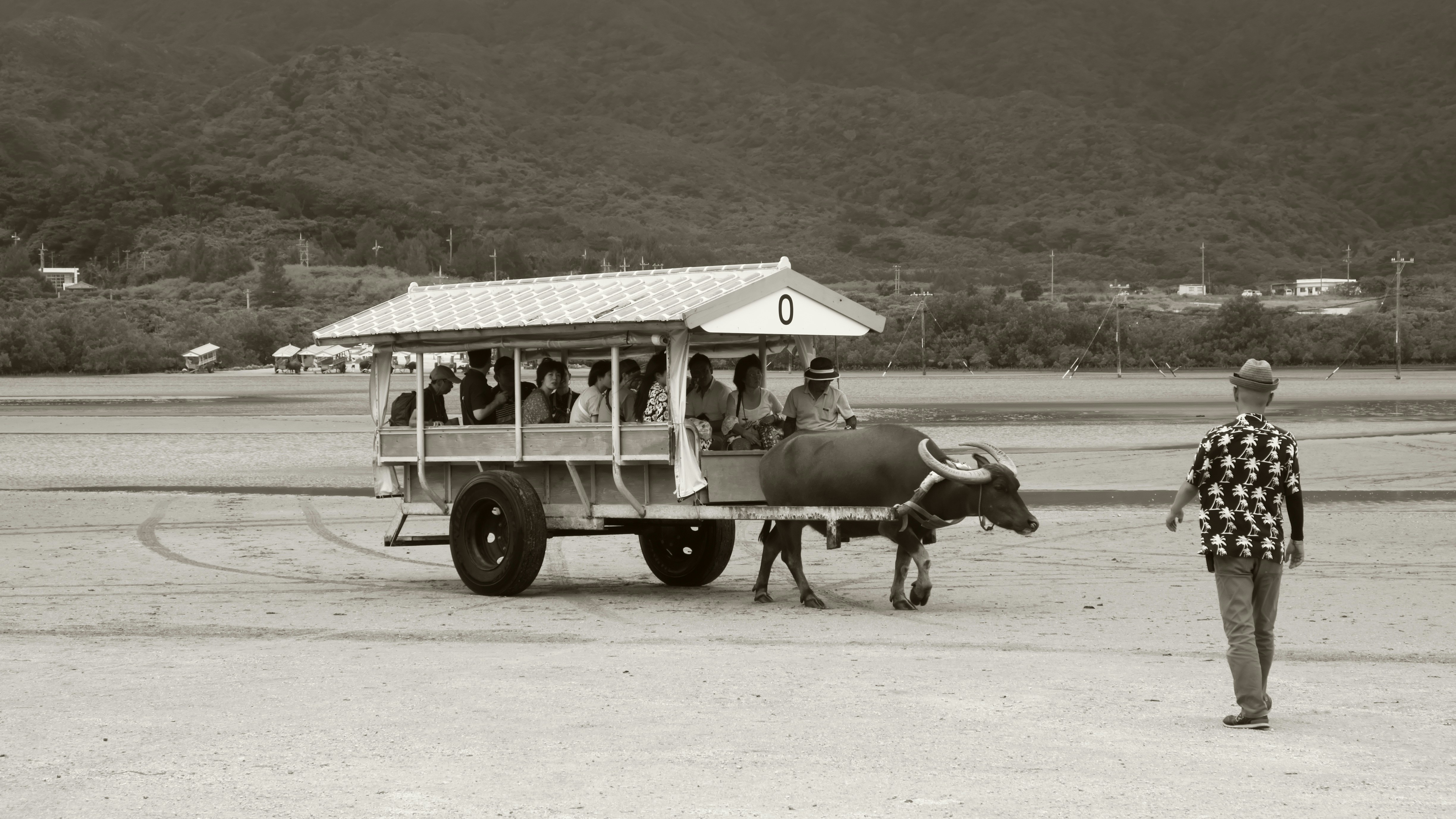 A traditional ox-drawn cart transports passengers across a scenic landscape, showcasing local culture and community engagement.