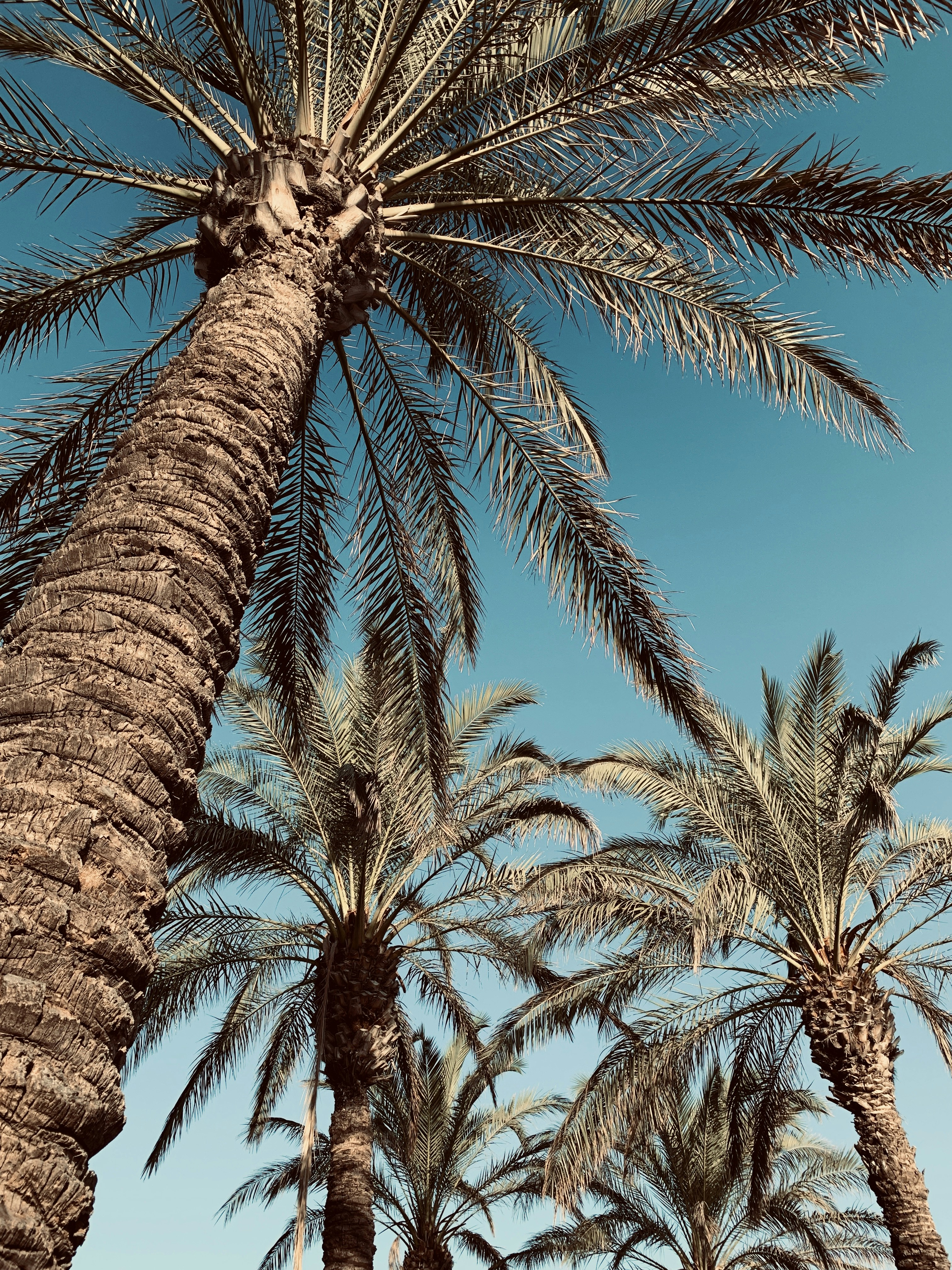 Palmtrees Pictures | Download Free Images on Unsplash