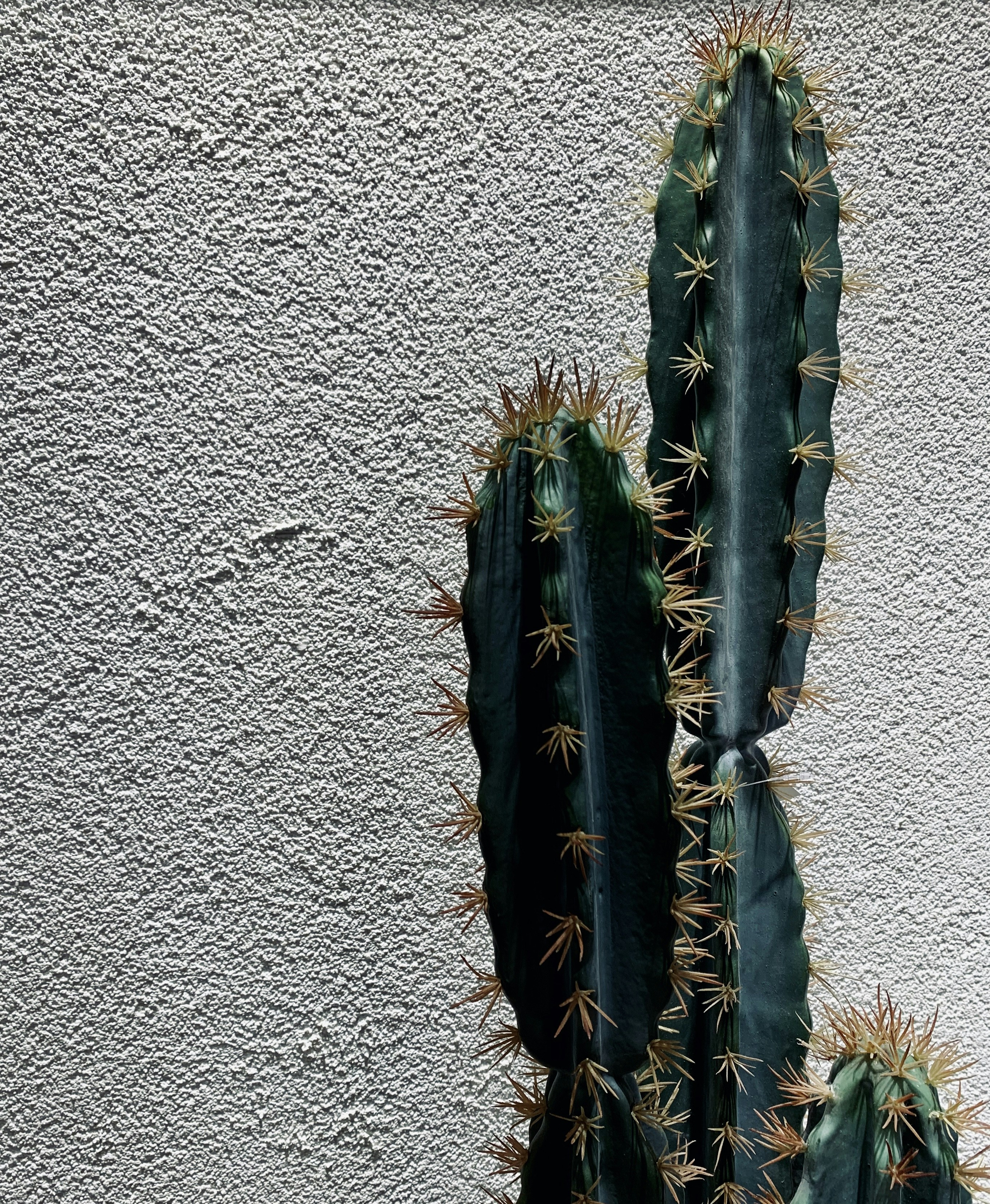 Tall cactus with prominent spines against a textured wall, showcasing its resilience and unique beauty.