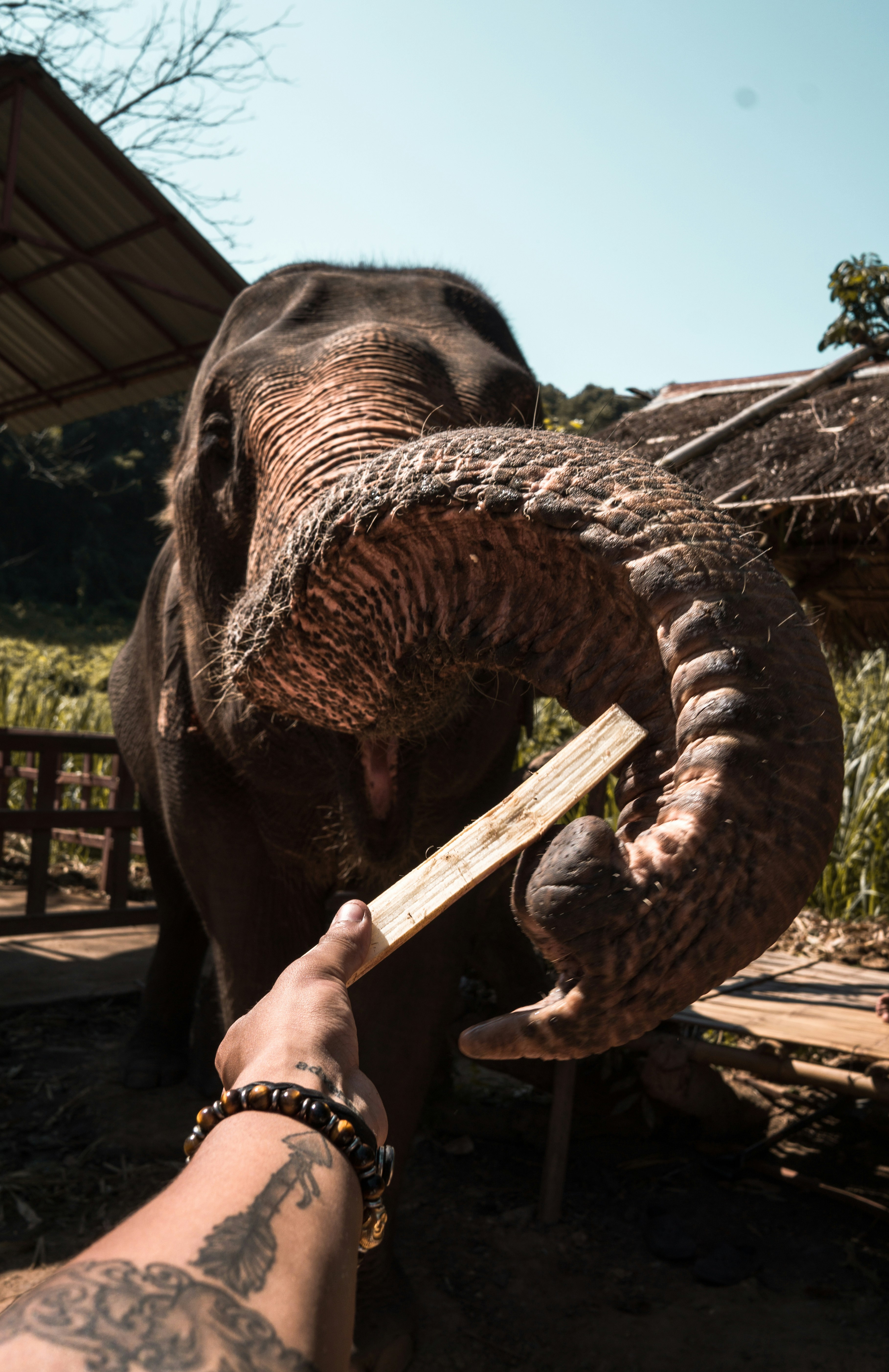 Elephant Feeding in Thailand
