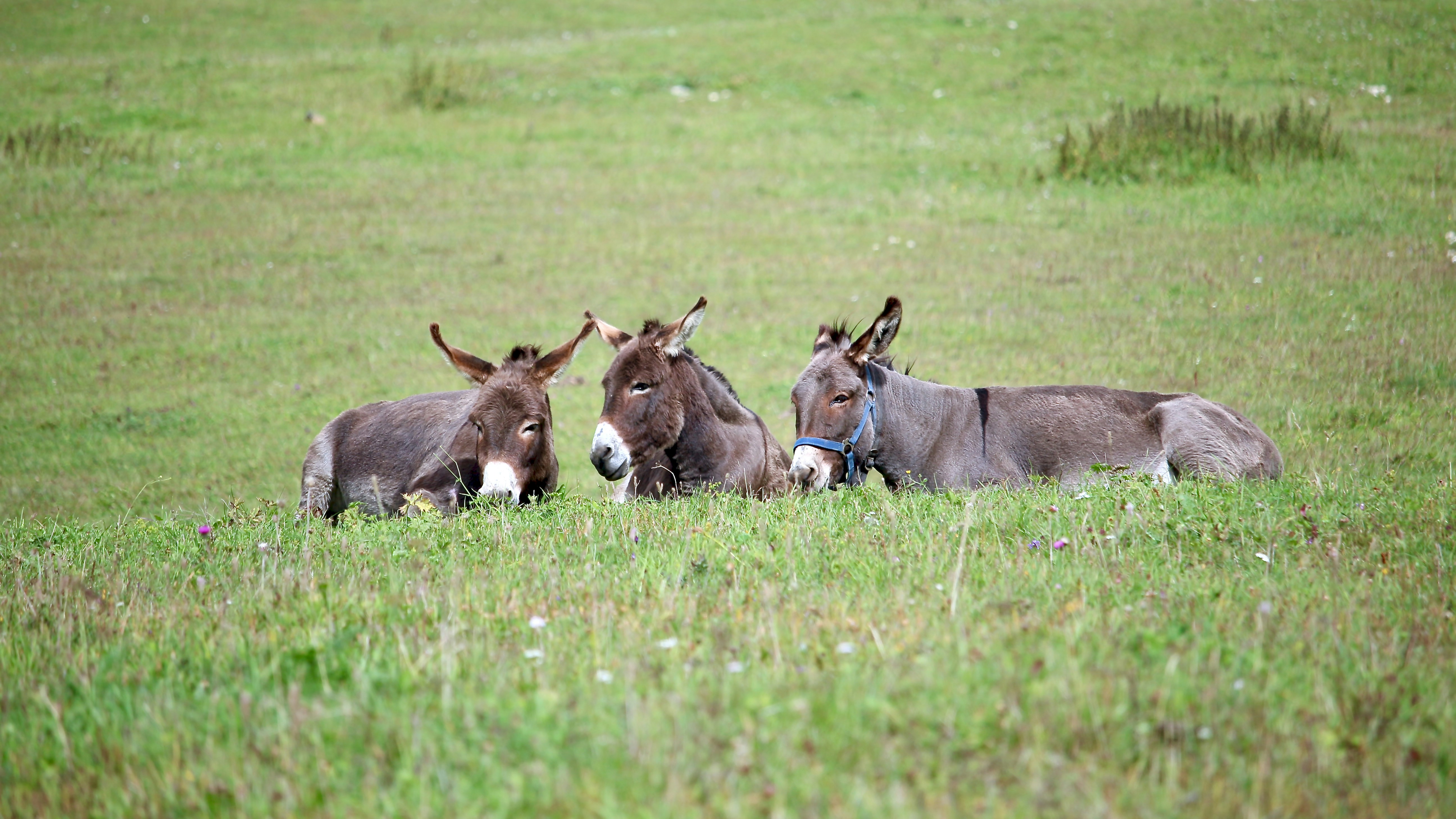 Foto Tres burros grises en el campo – Imagen Animal gratis en Unsplash