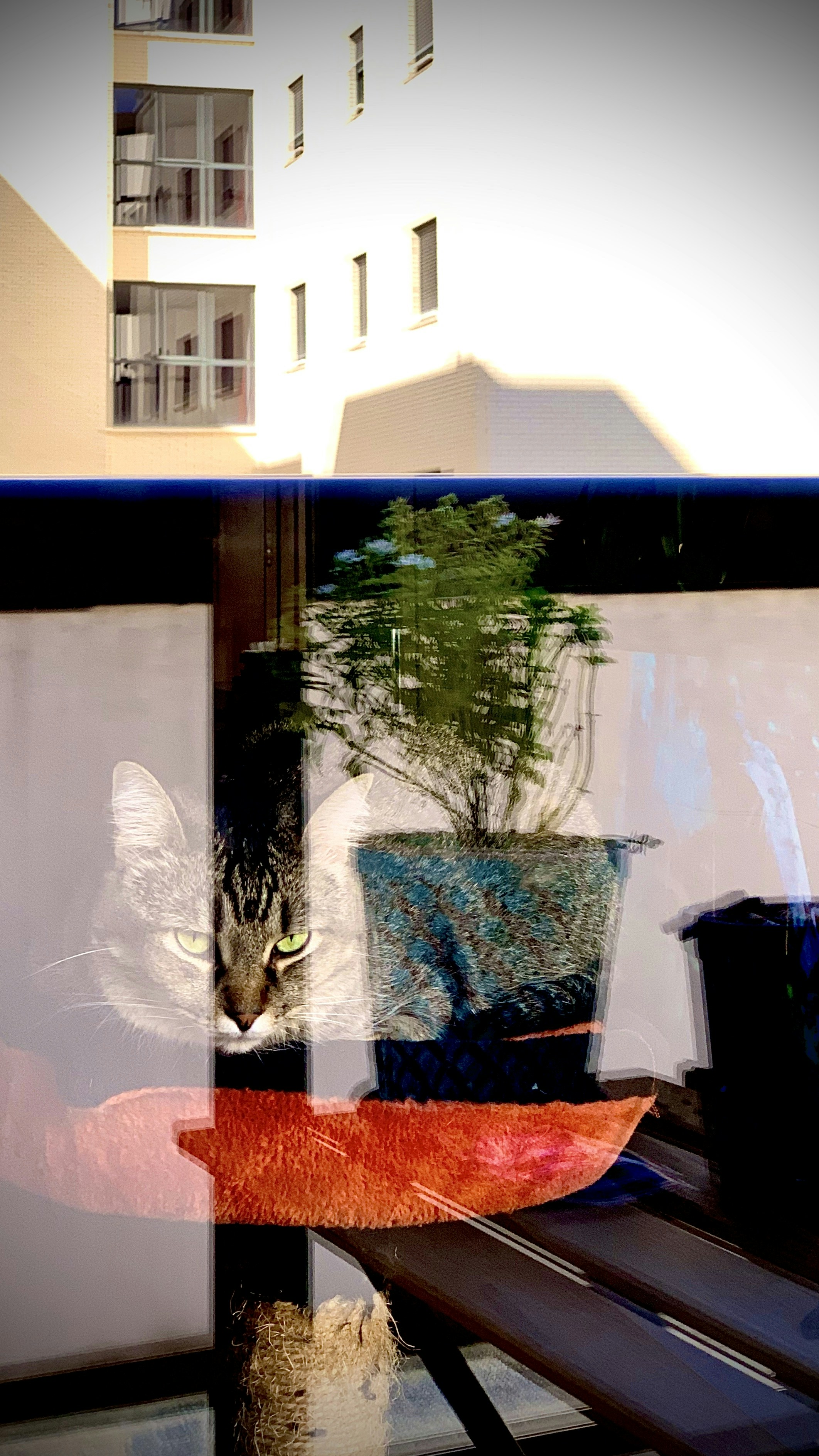 Green-Eyed Cat Through the Glass: An Urban Reflection