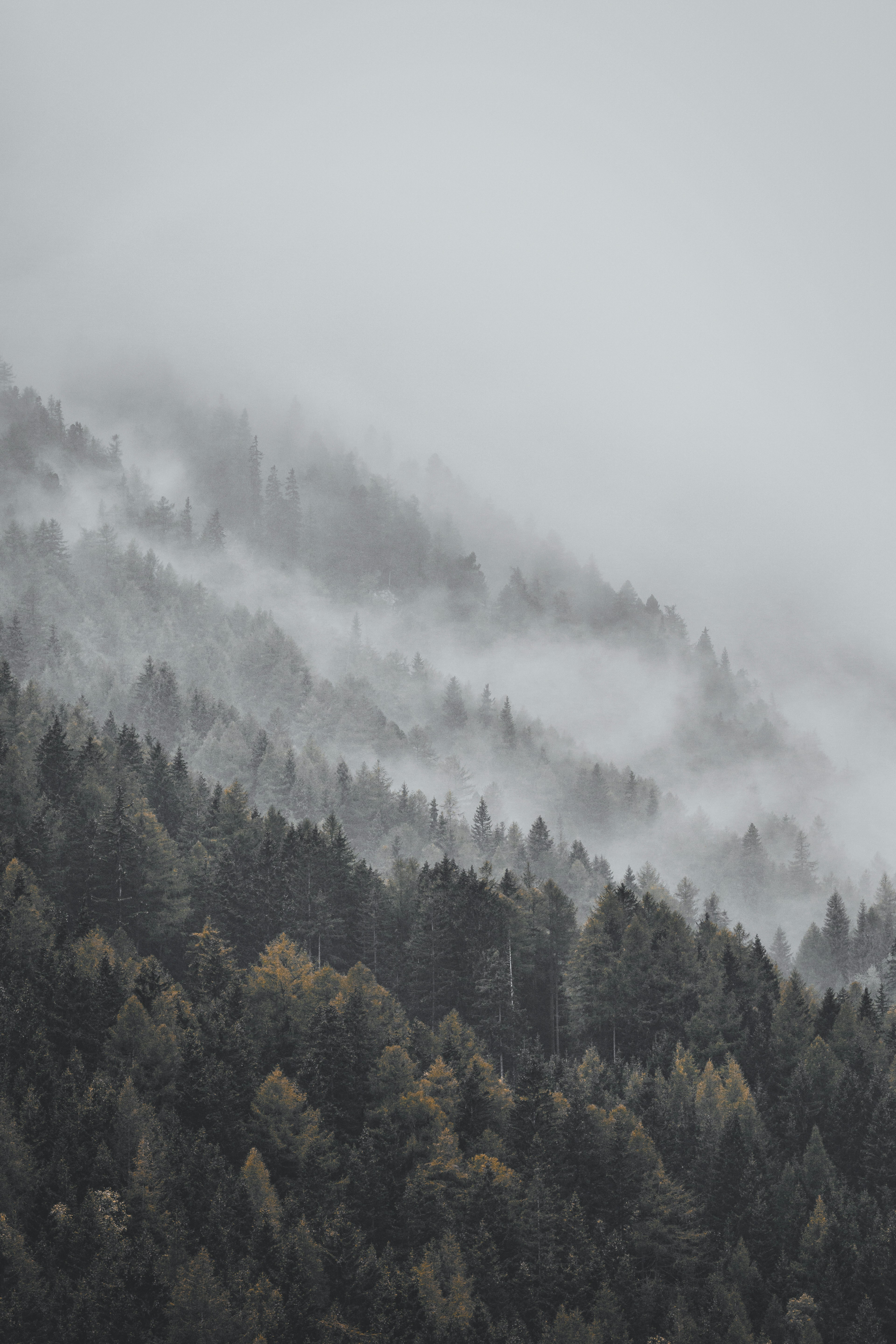 Misty trees | 7 best free outdoor, grey, mist and aby photos on Unsplash