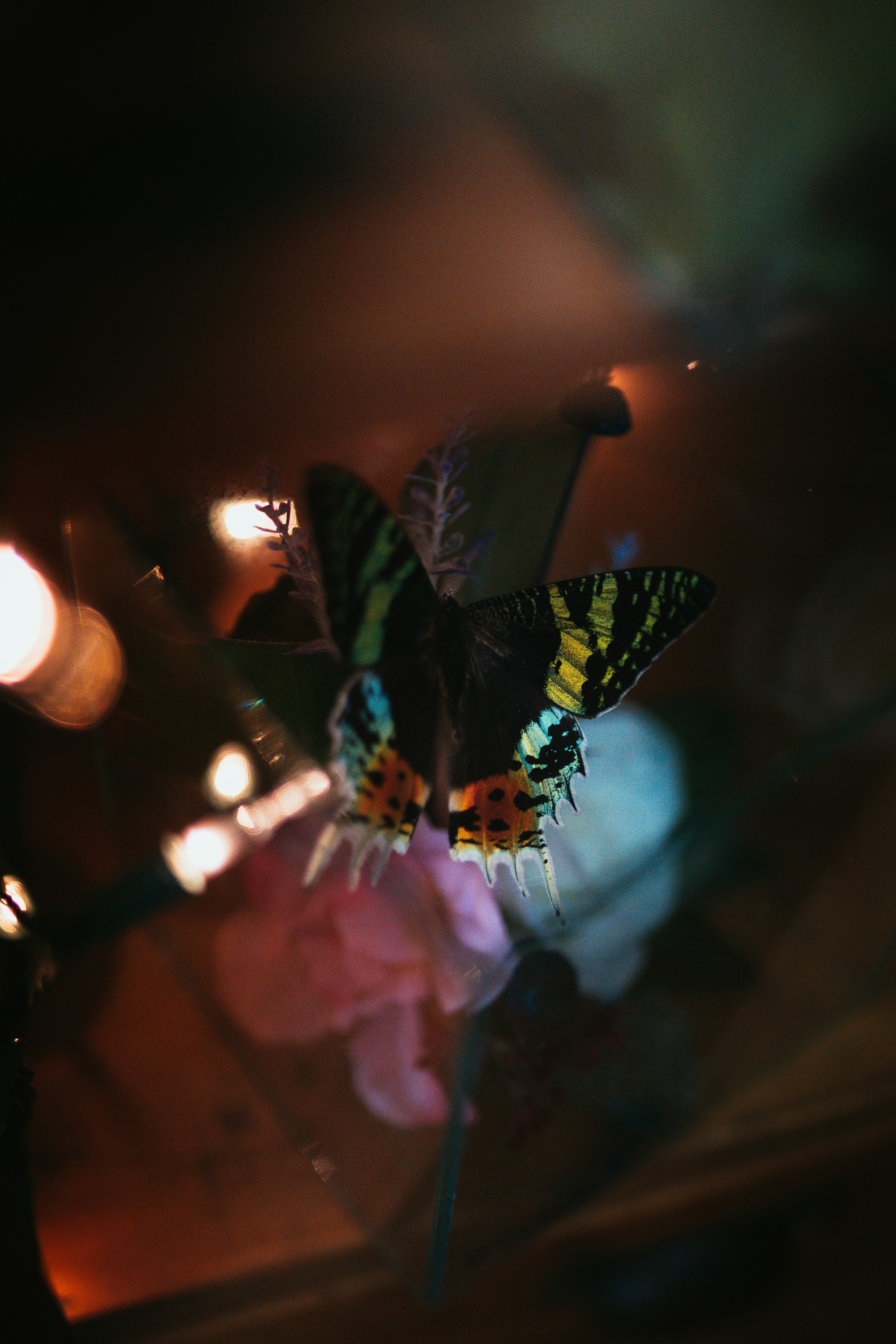 Vibrantly colored butterfly perched amidst soft floral elements, illuminated by gentle bokeh lights. Its intricate wings display a stunning array of patterns.
