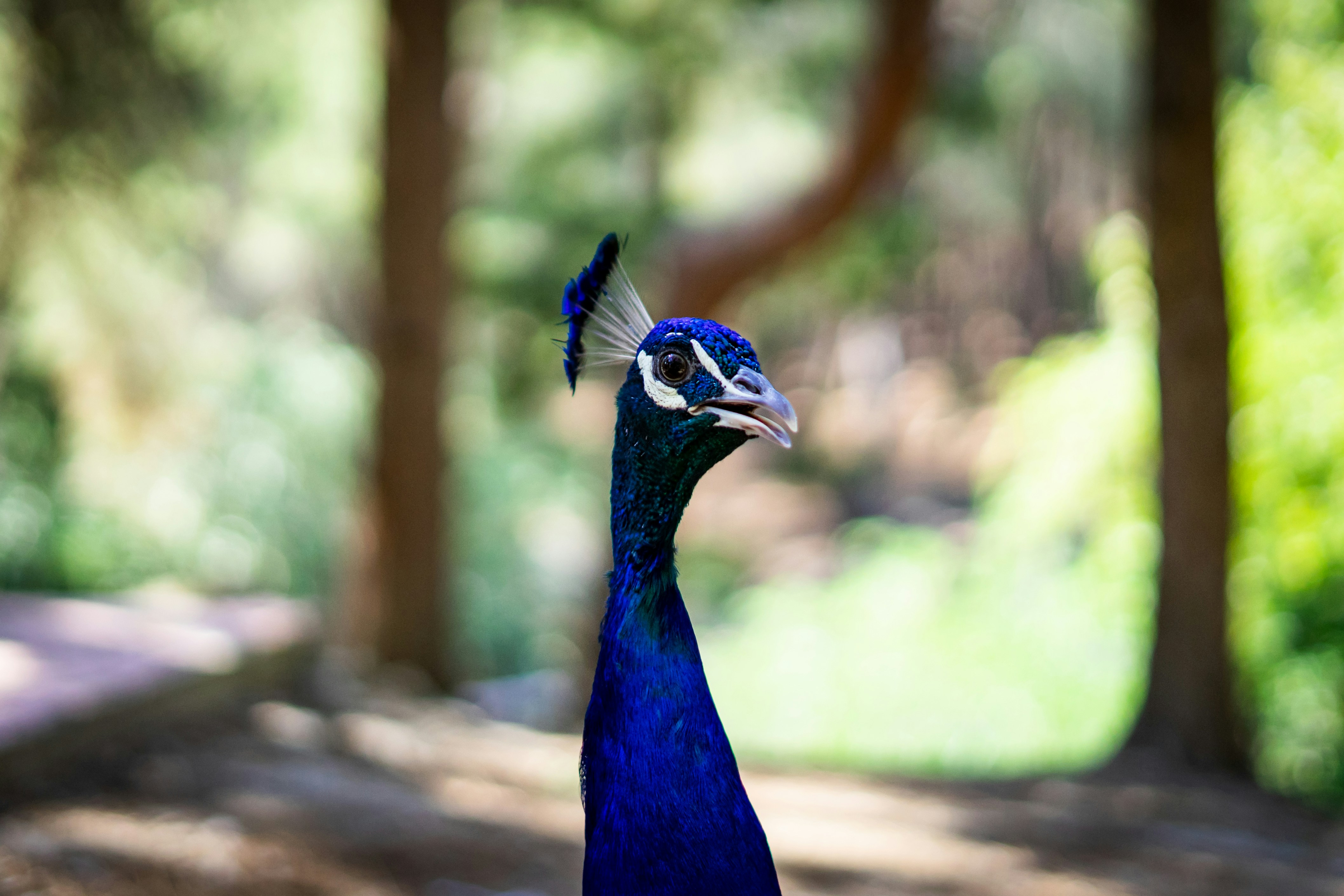 A peacock displaying its vibrant plumage against a lush green backdrop, showcasing the beauty of wildlife in a serene setting.