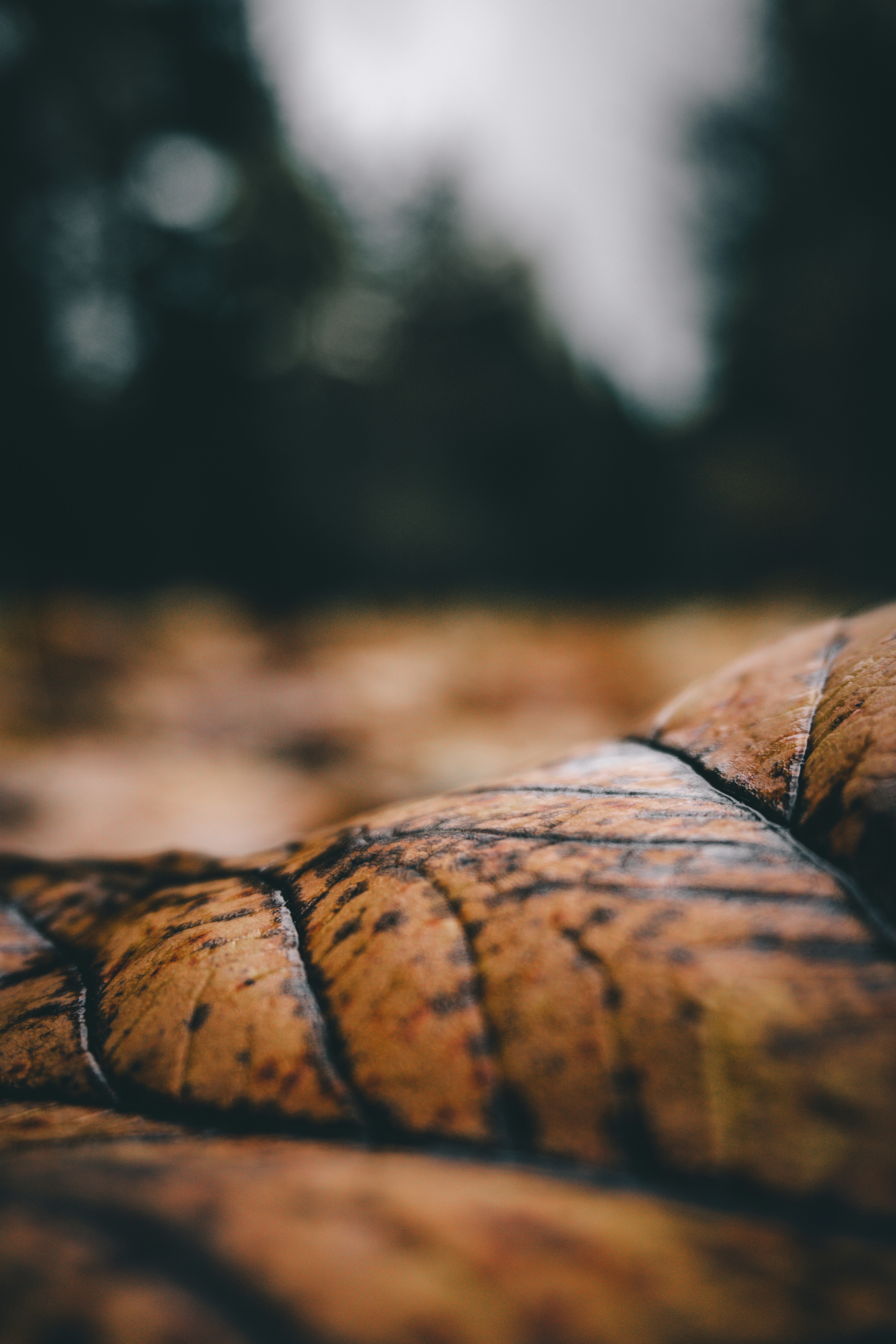 Veins at the Edge: Close-Up of a Weathered Autumn Leaf