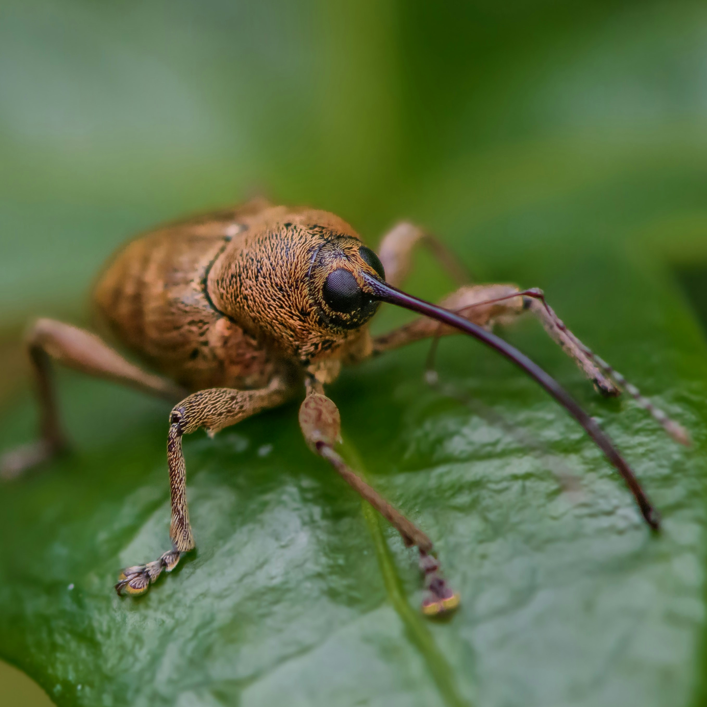 Selective focus photography of a brown crawling insect on green leaf ...