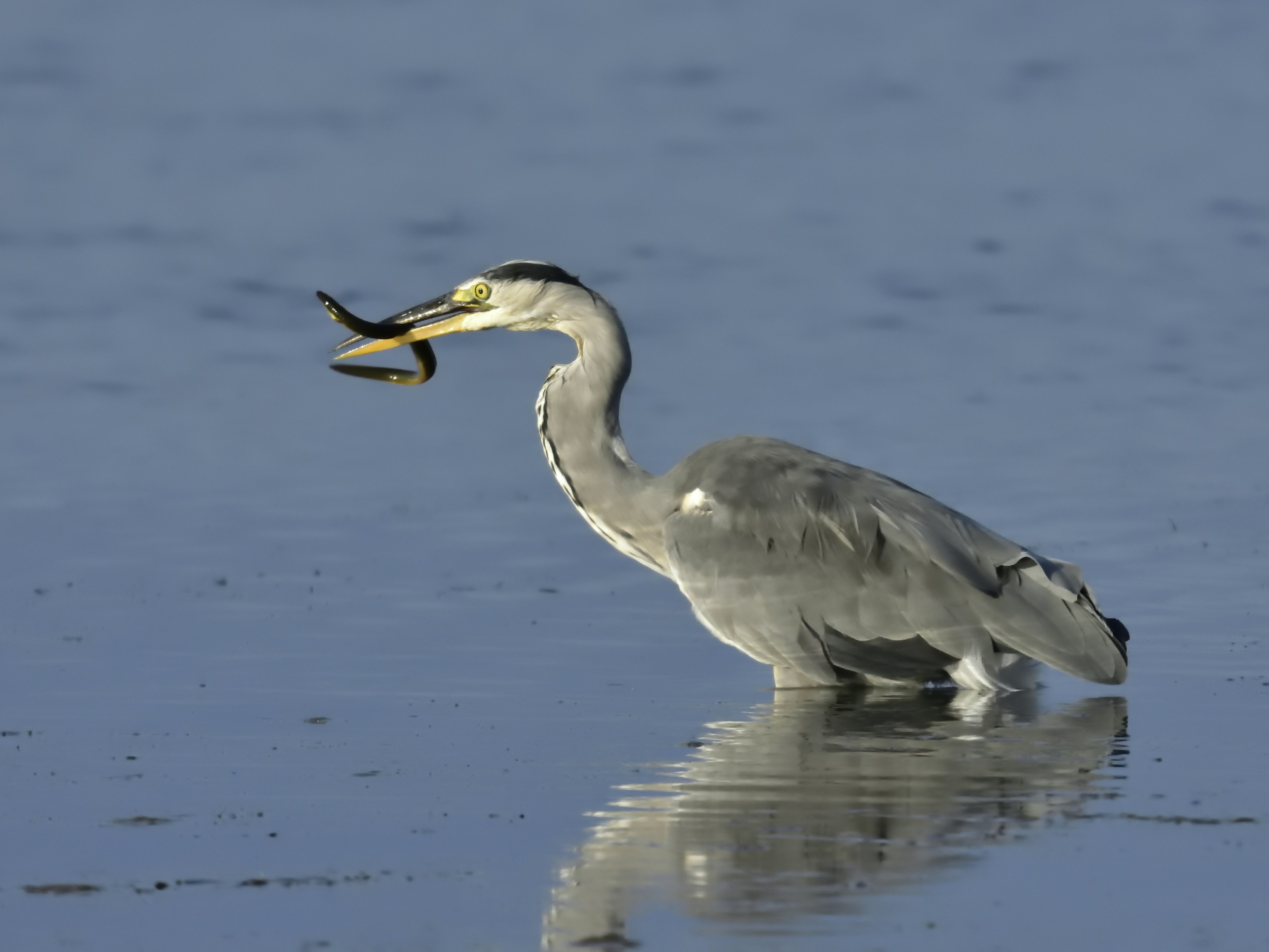 Gray bird on body of water photo – Free Delta del ebro Image on Unsplash