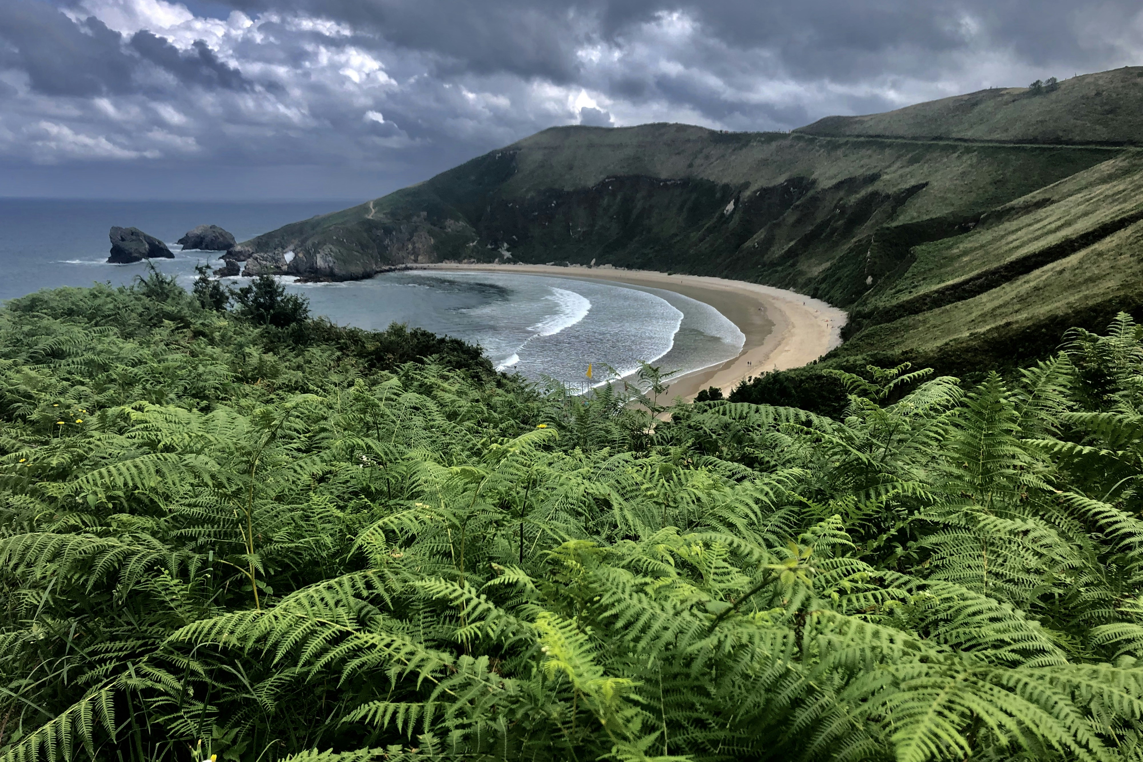 Lush green ferns frame a serene beach cove under a dramatic sky, highlighting the contrast between land and sea. The scene evokes a sense of tranquility and connection to nature.