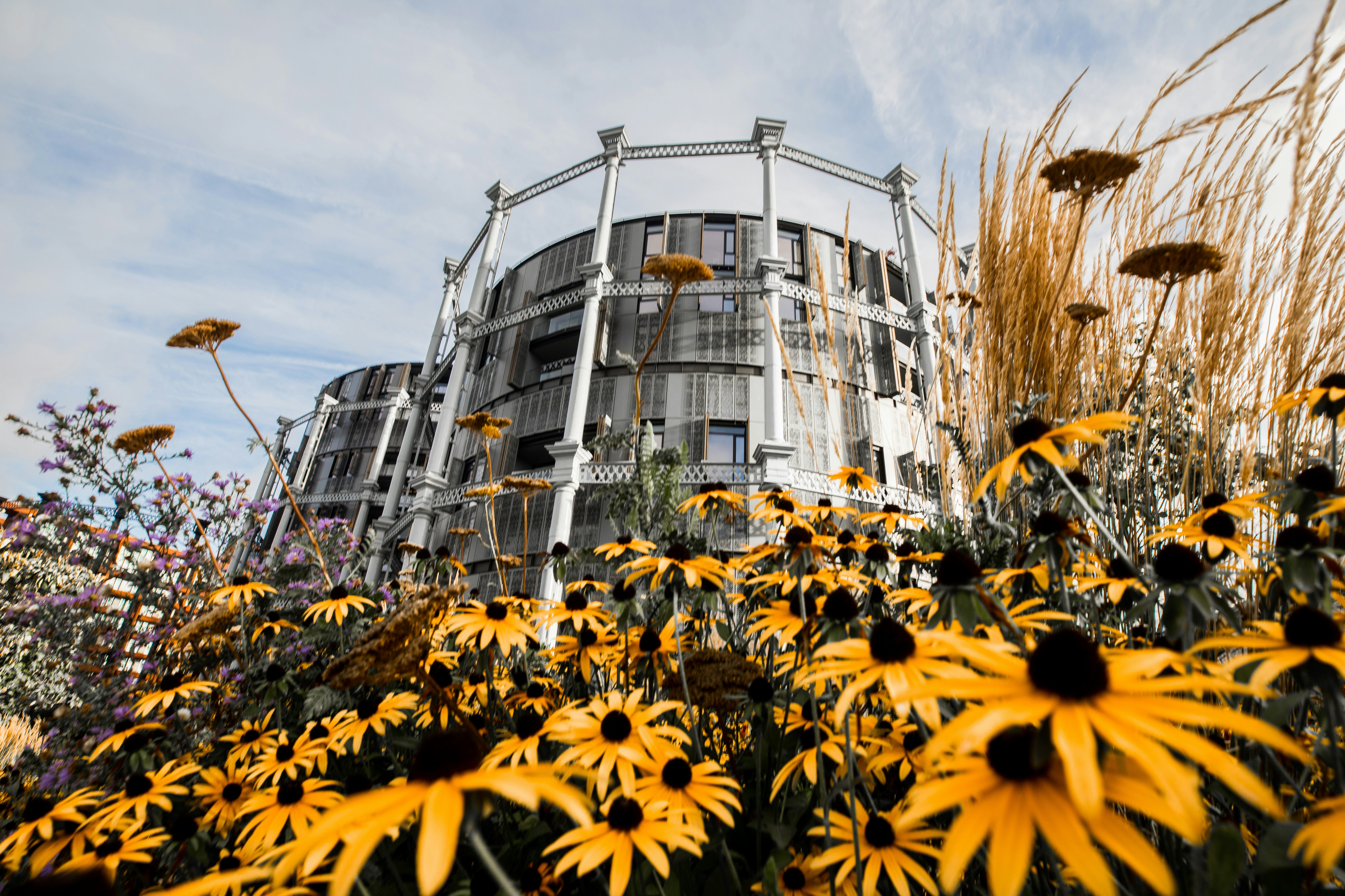Circular Facade Rising Through a Sea of Yellow Black-eyed Susans