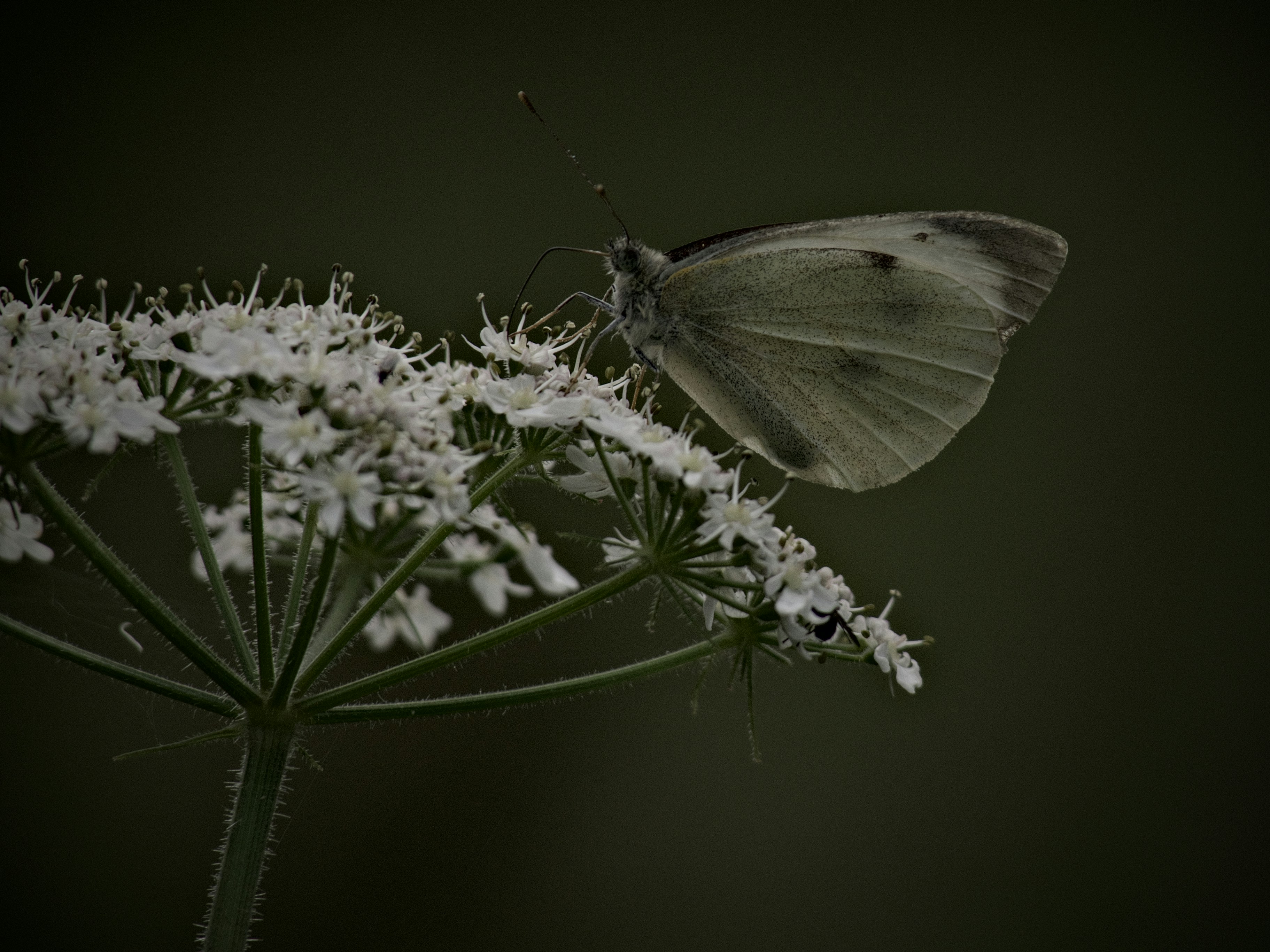 Pale Butterfly on a Moonlit Umbel