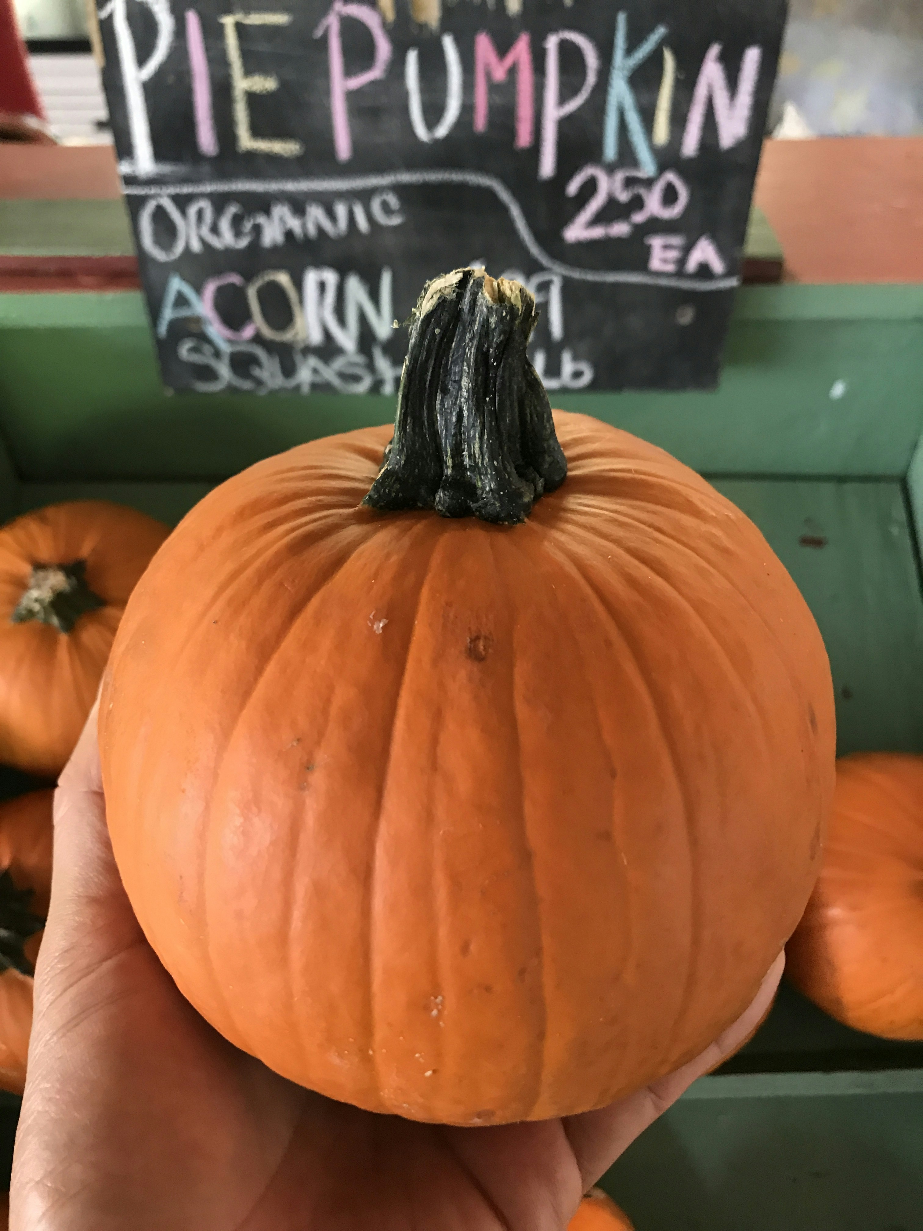 Handheld Harvest: A Portrait of a Pumpkin at the Market Stall