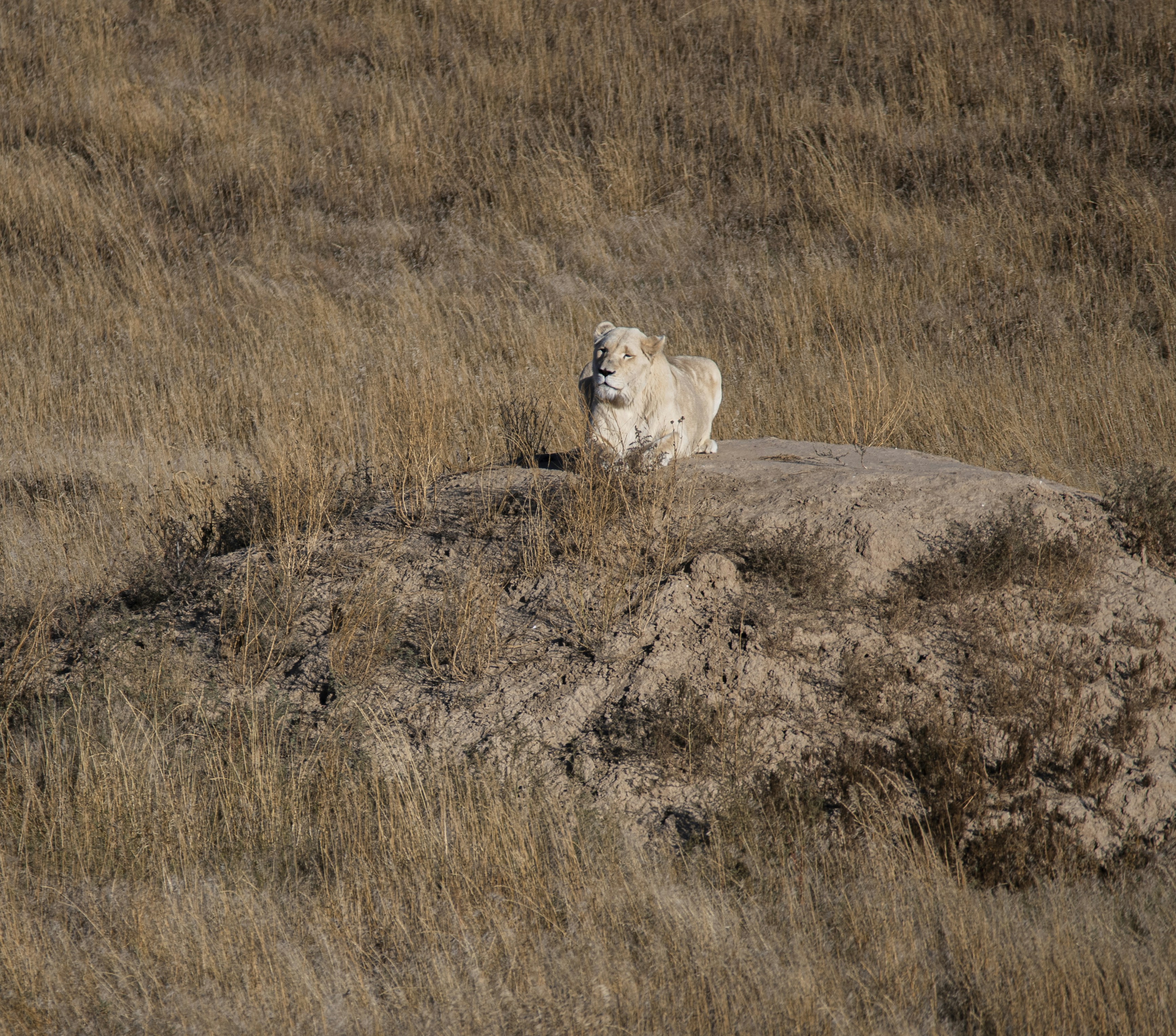 A lioness stands majestically on a rocky outcrop, surveying the golden grasslands of the savannah. Her keen gaze reflects the essence of wilderness.