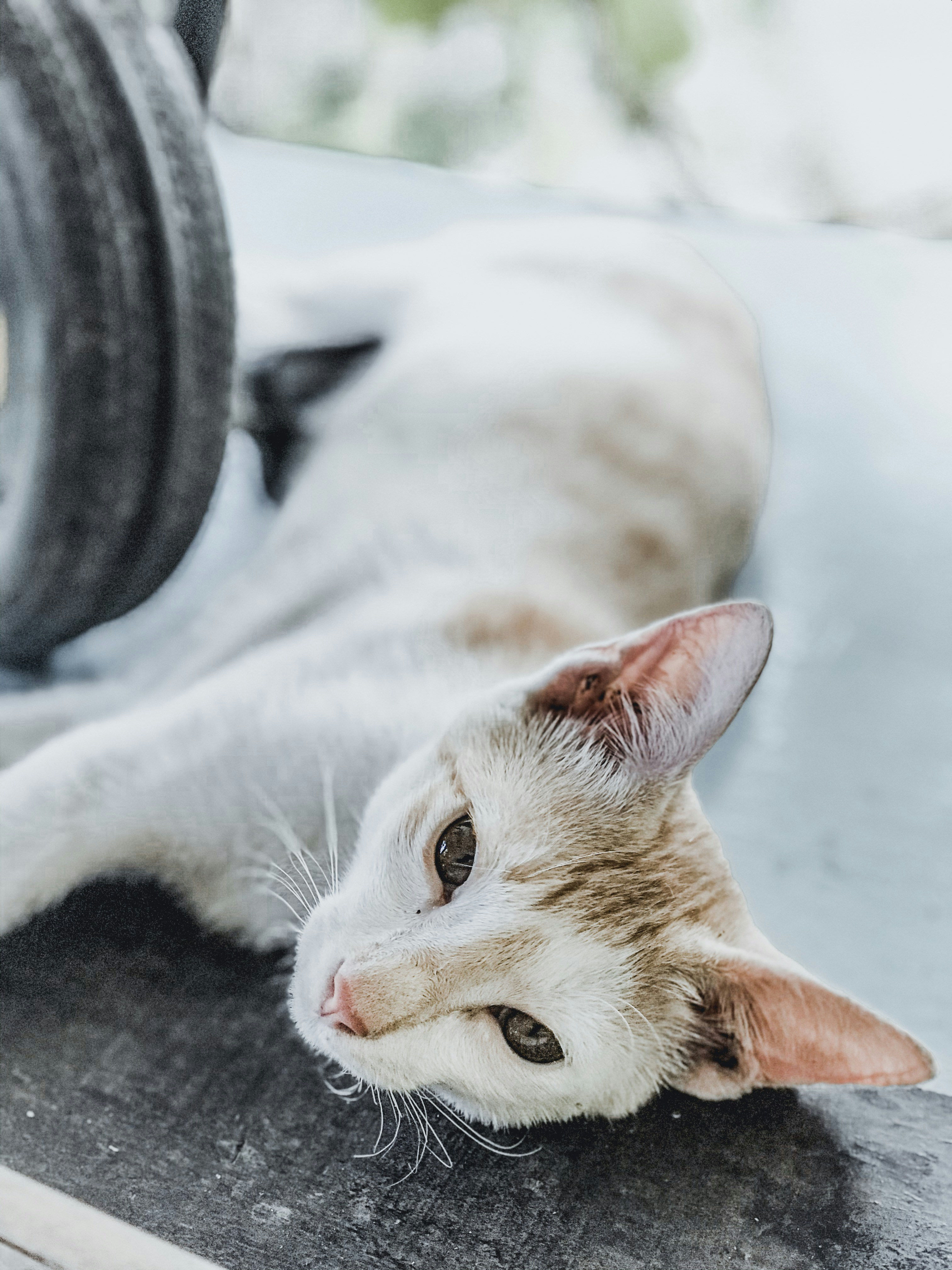 Lazy Afternoon on Warm Metal