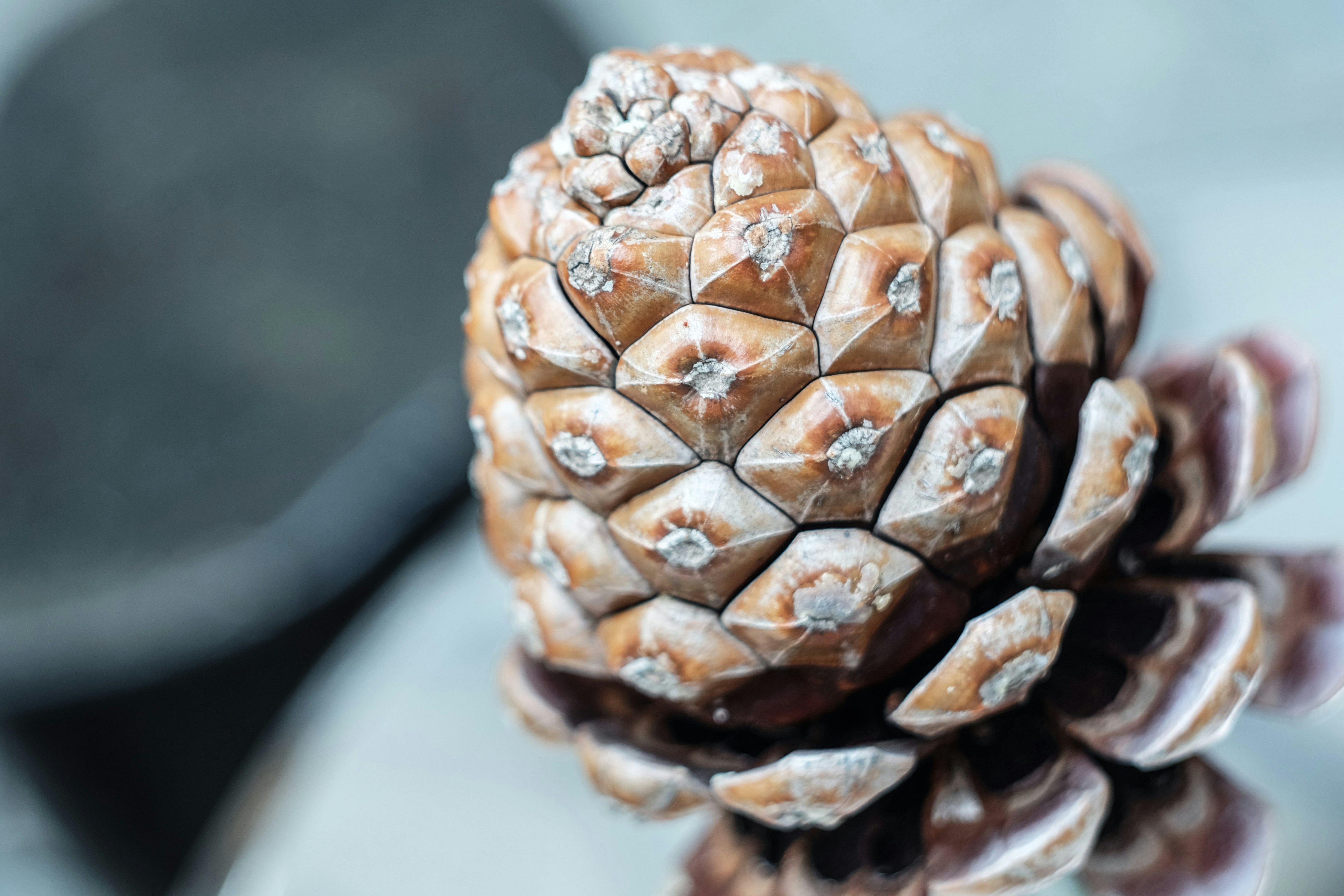 Nature's Geometric Marvel: The Pine Cone