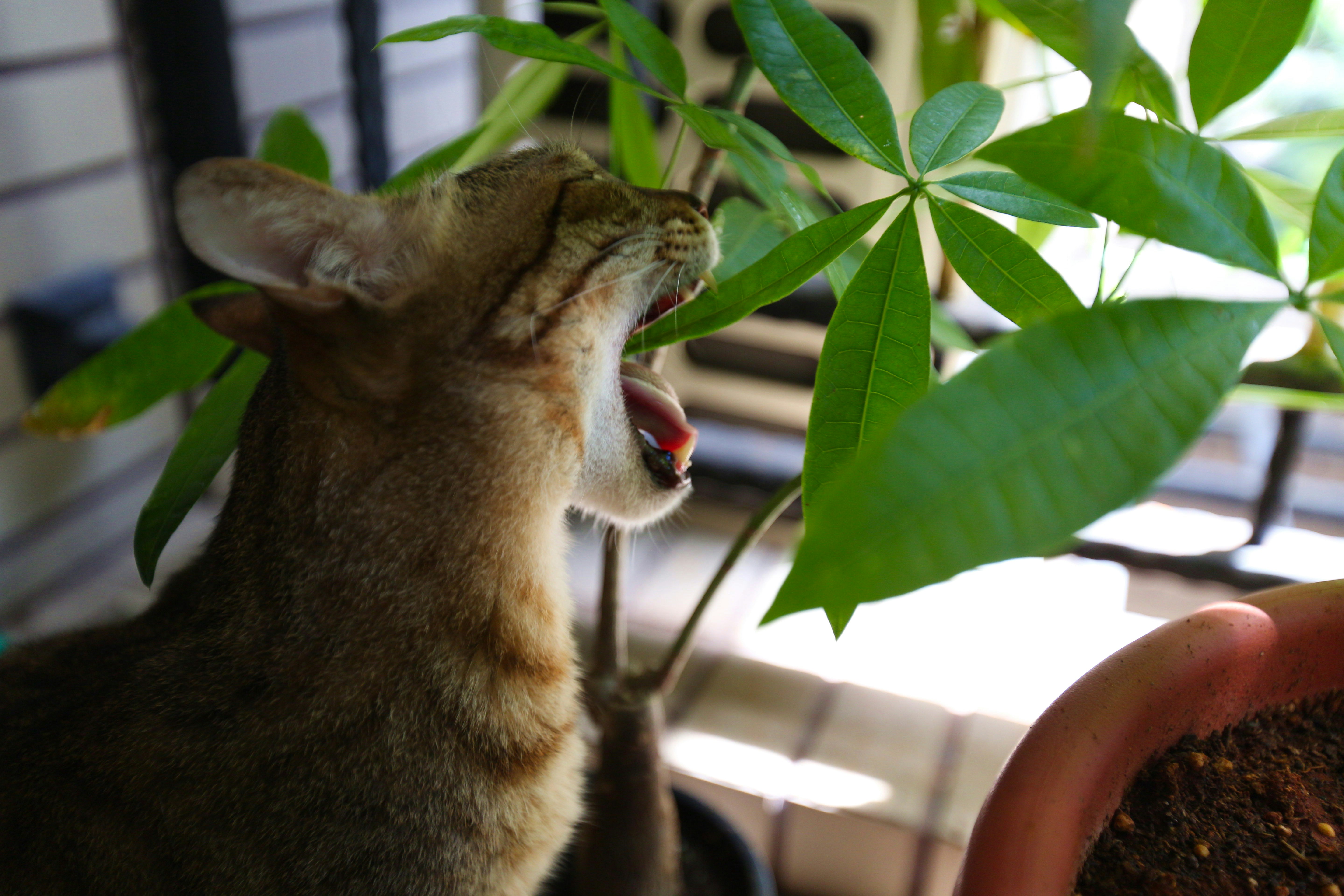 Balcony Yawn Among Green Leaves