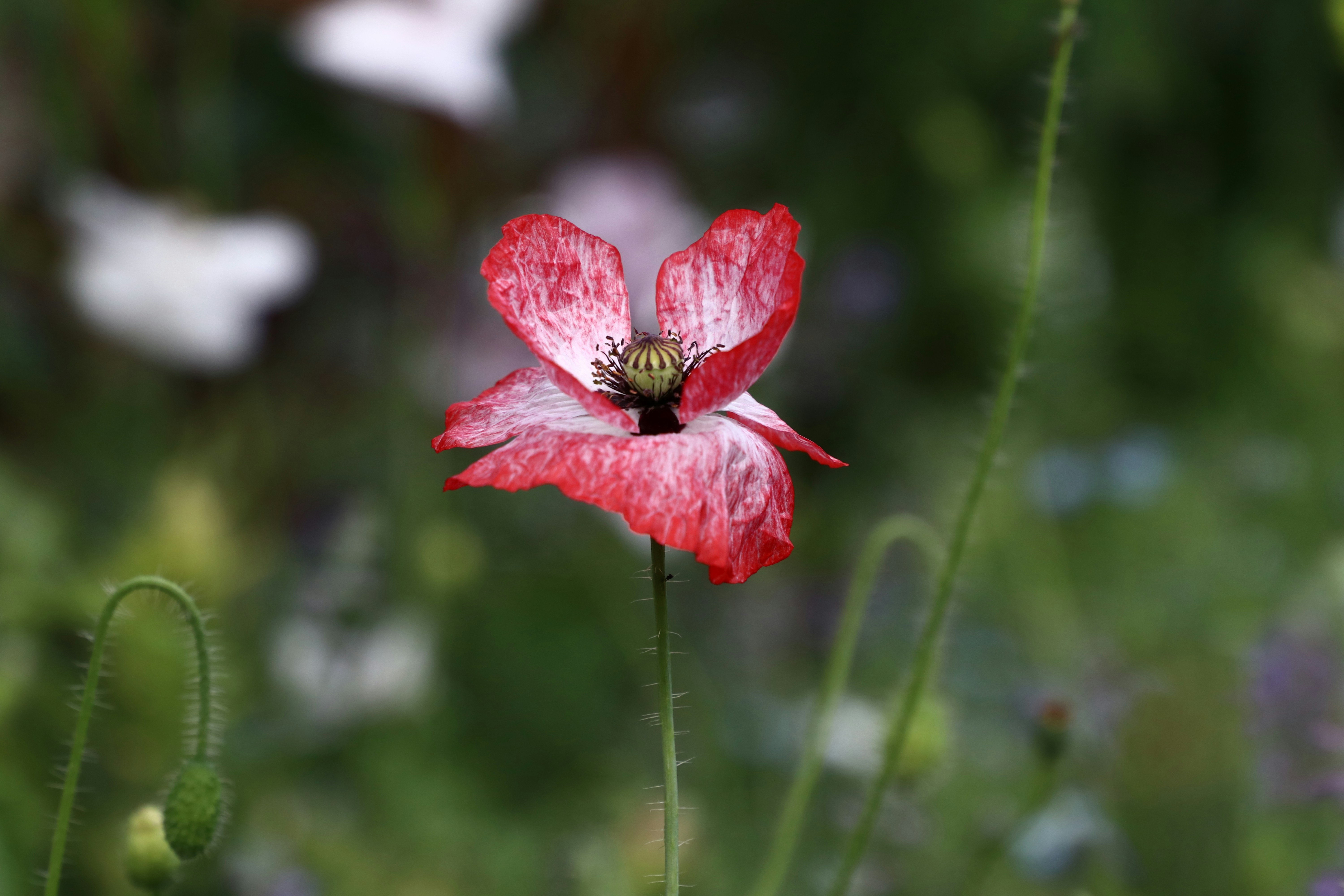 Crimson Poppy in Velvet Green Bokeh