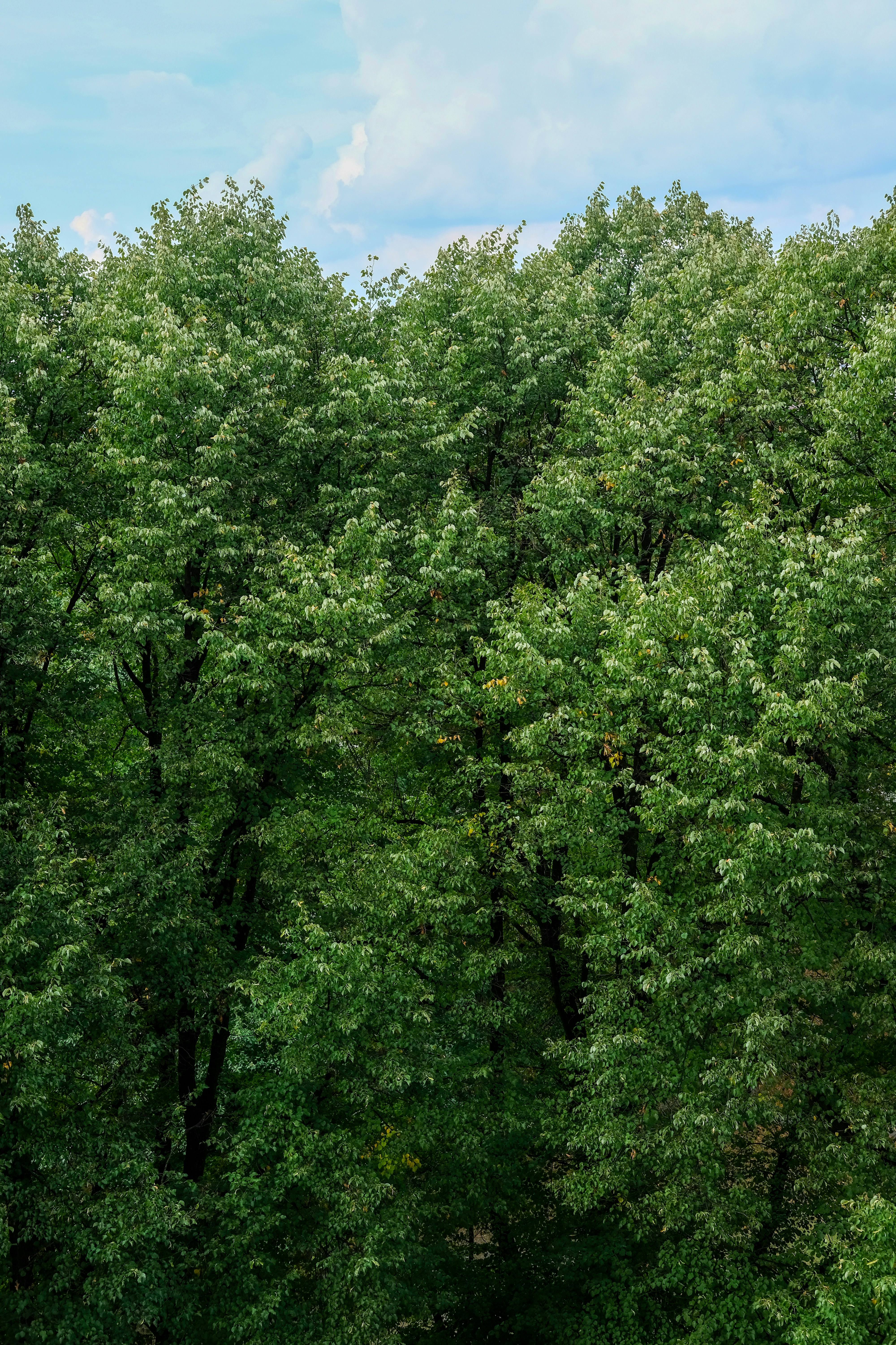 Bush Pictures [HD] | Download Free Images on Unsplash