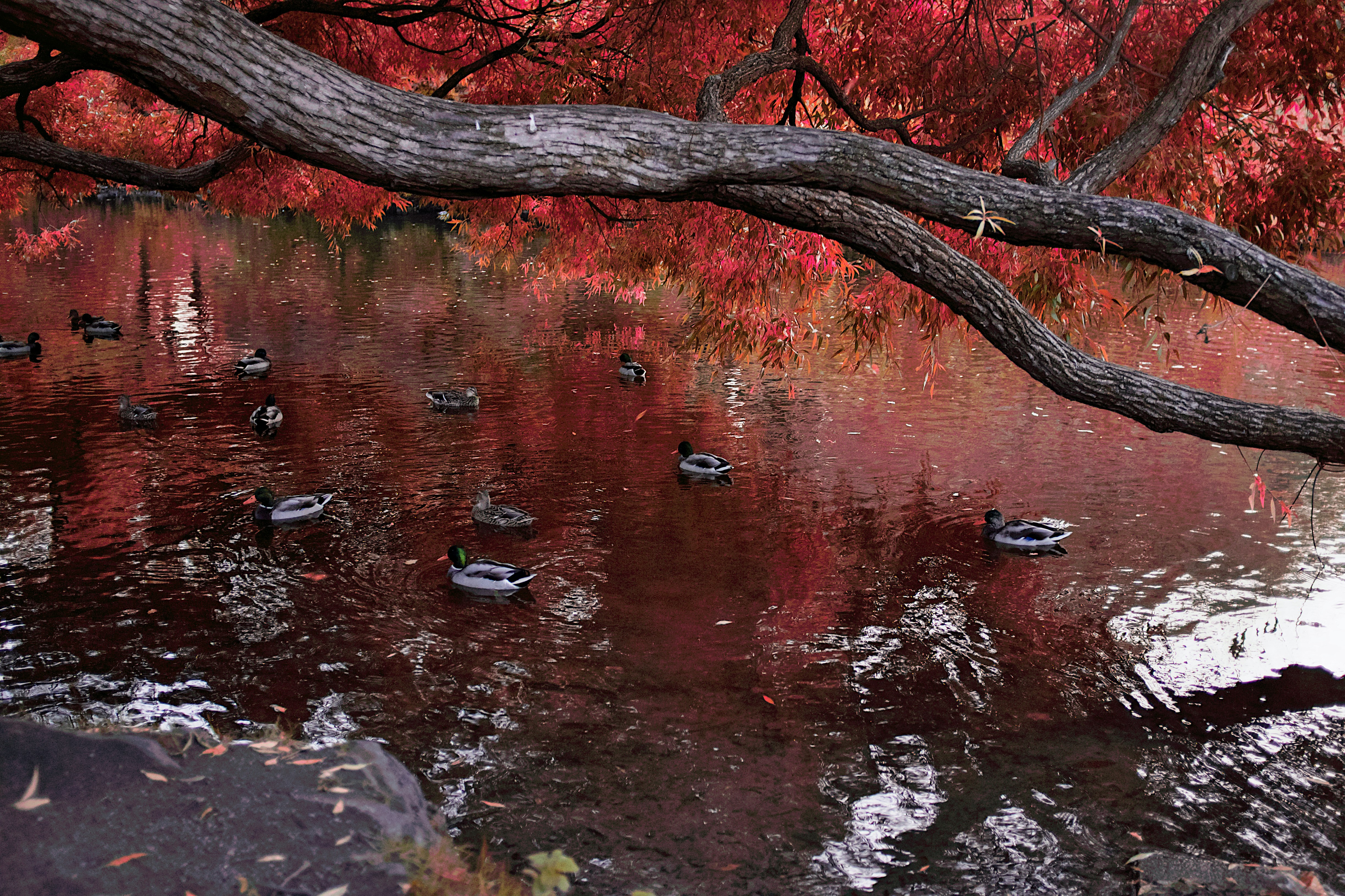 Crimson Canopy Over a Tranquil Pond