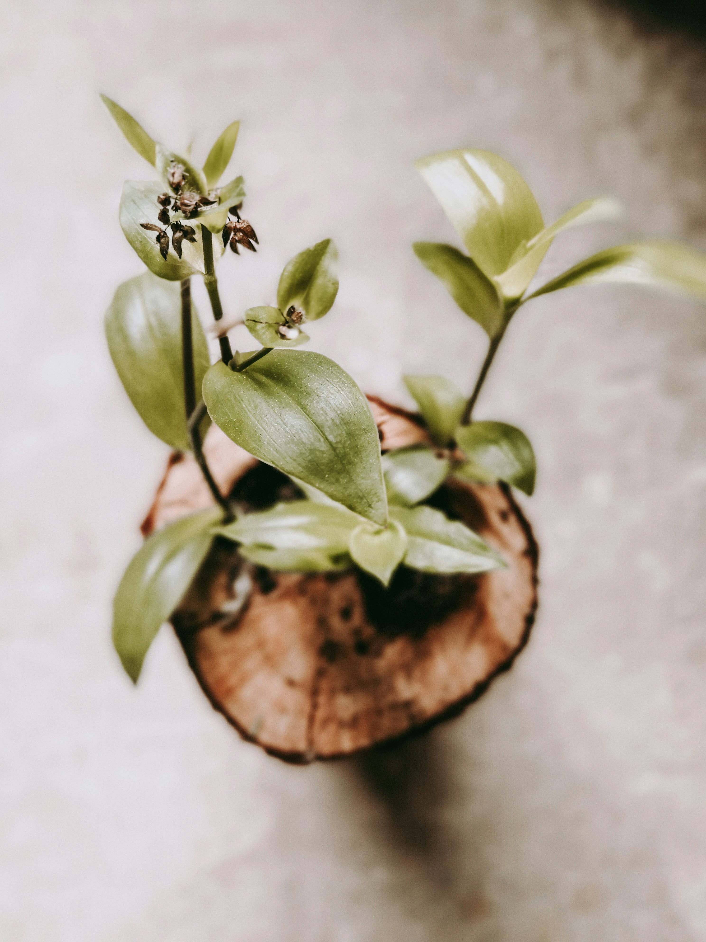 Top-Down Trio: The Potted Plant's Quiet Growth