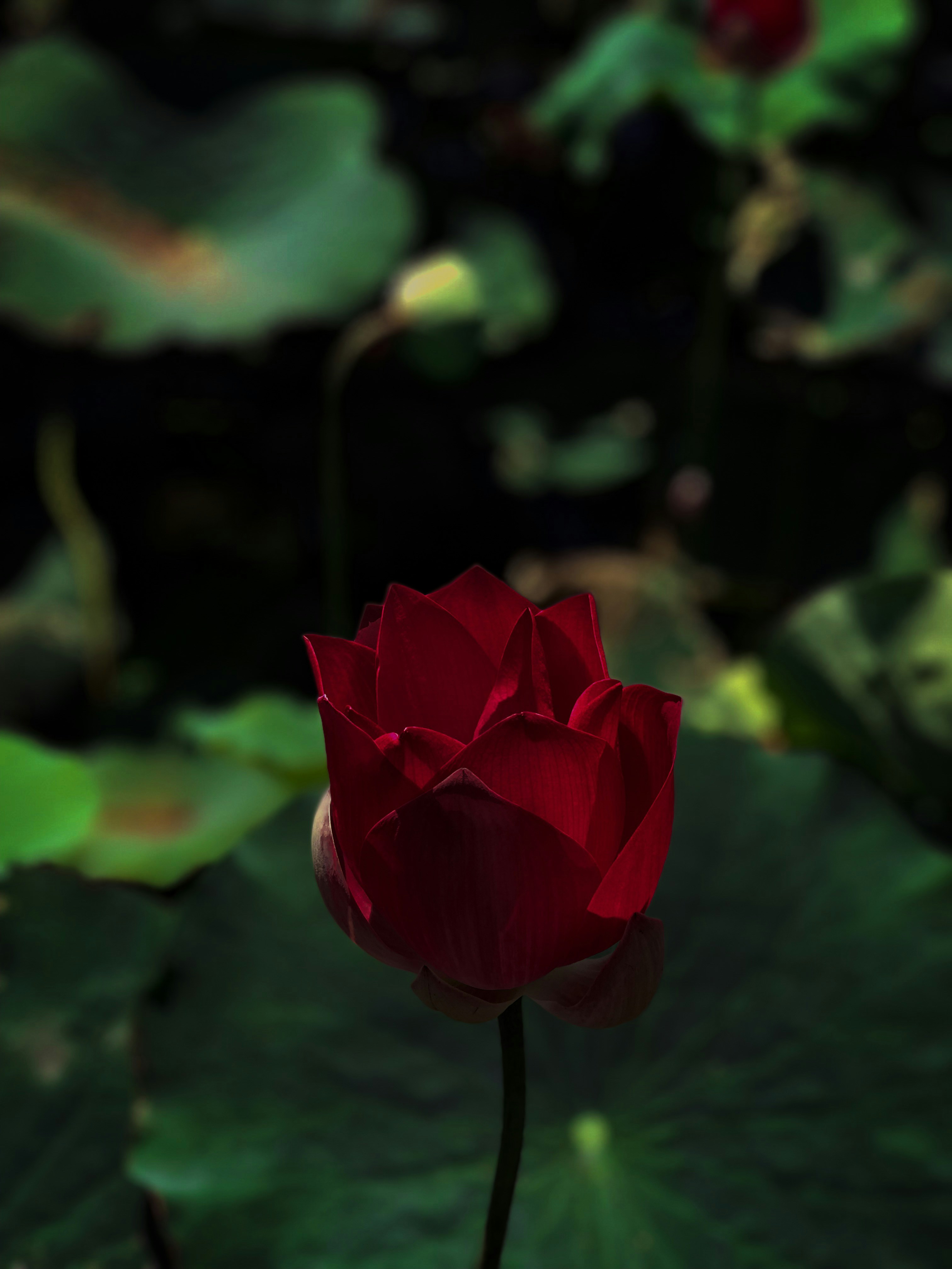 red rose