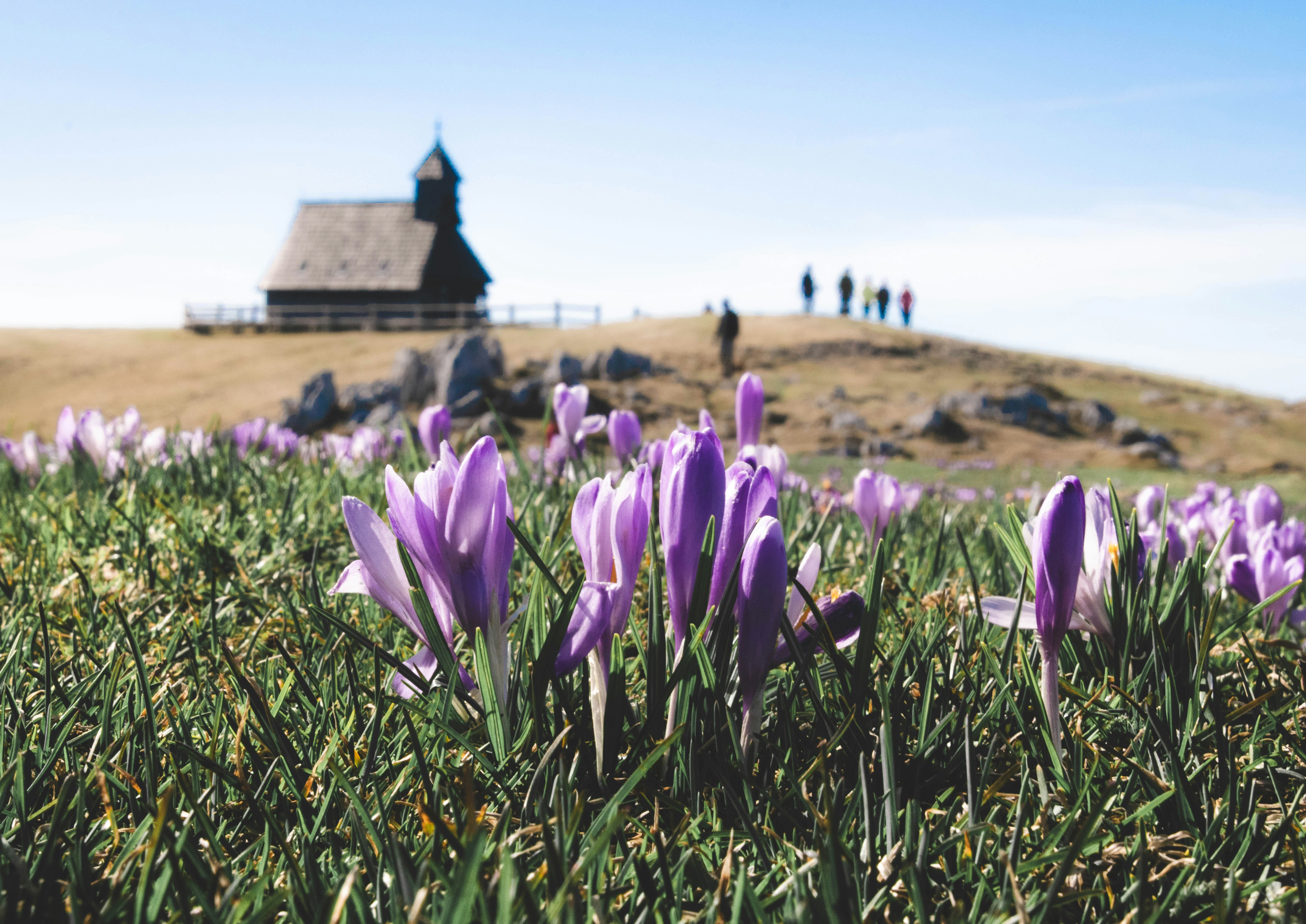 Big pasture plateau, Slovenia. Saffron field.