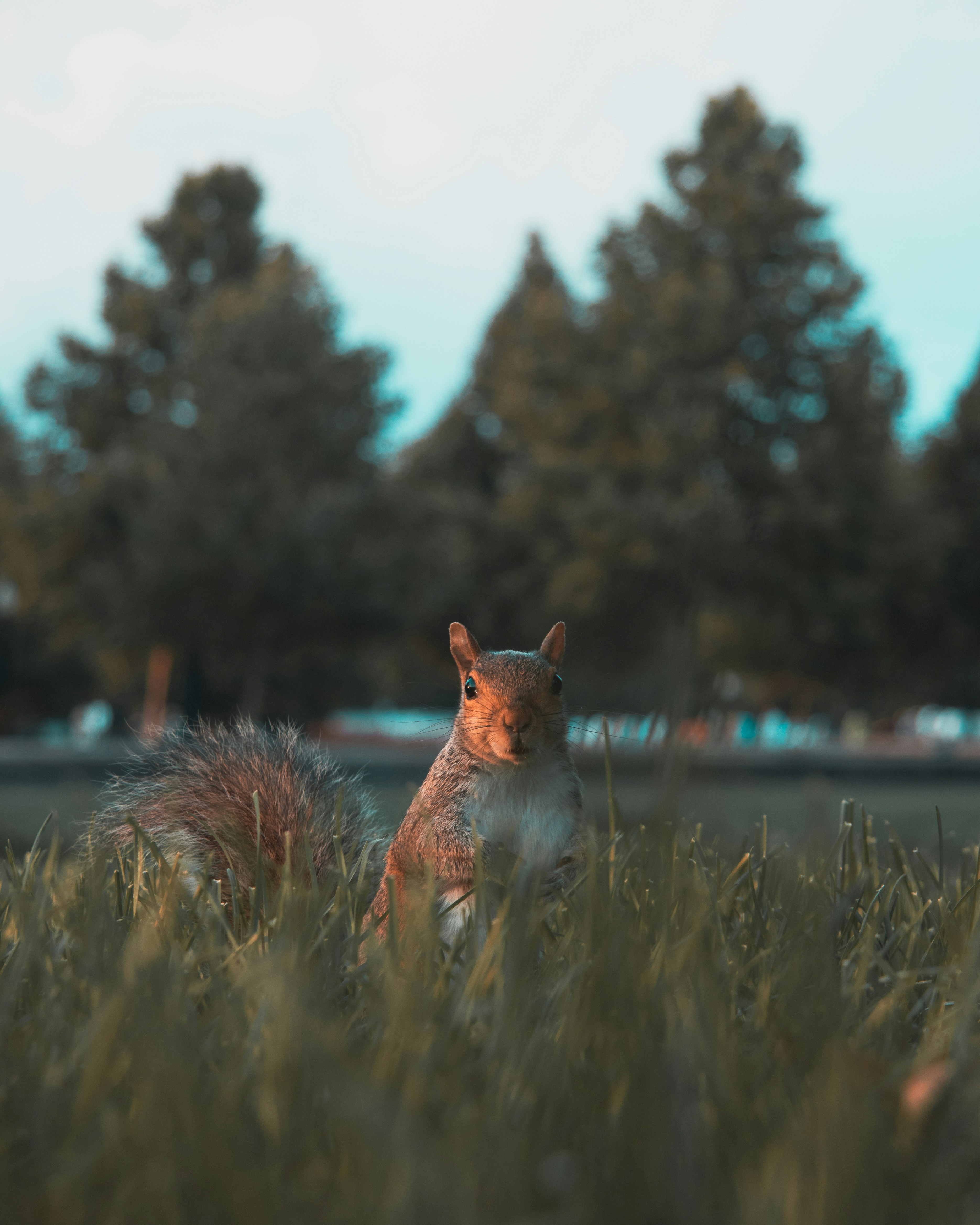 Whiskers in the Grass: A Squirrel's Serenade