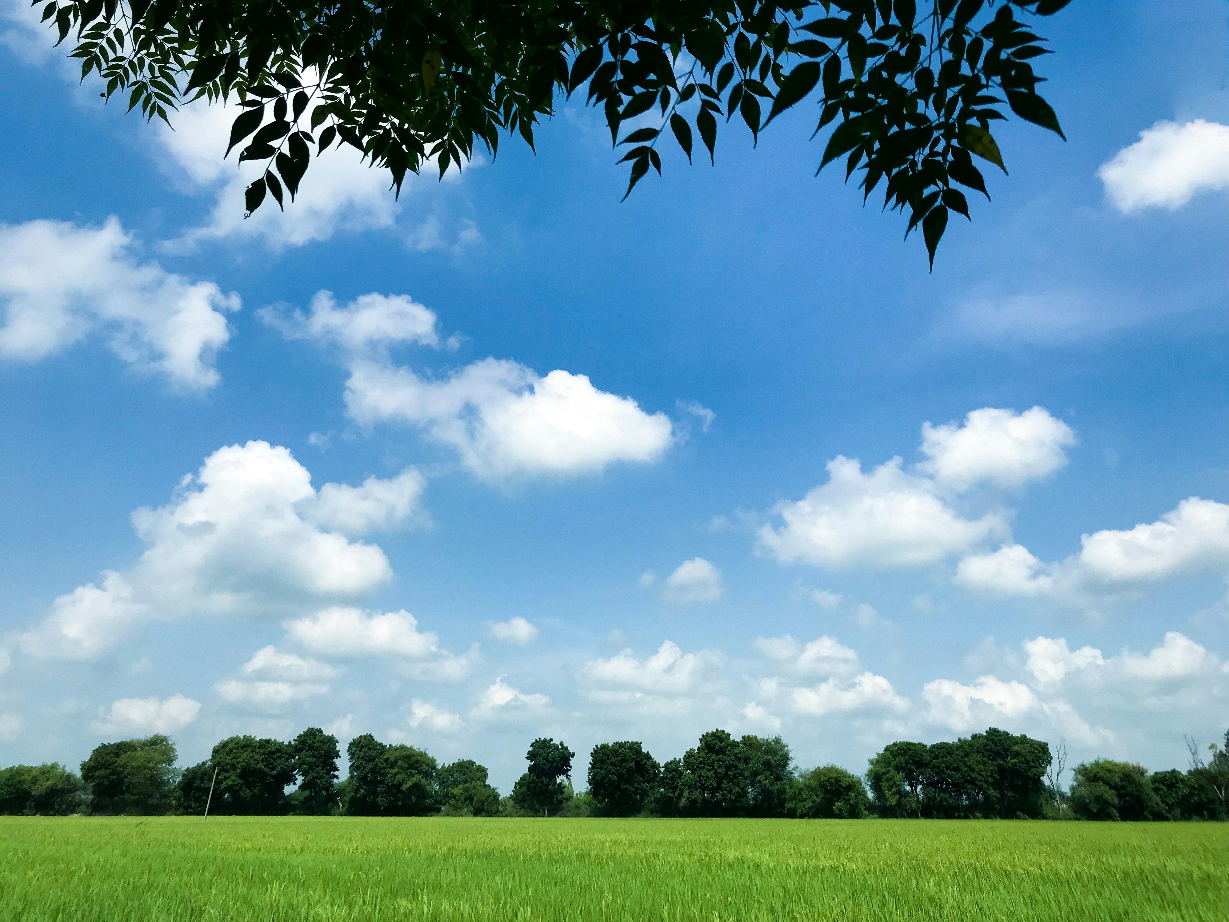 Green field near treeline at daytime photo – Free Blue Image on Unsplash