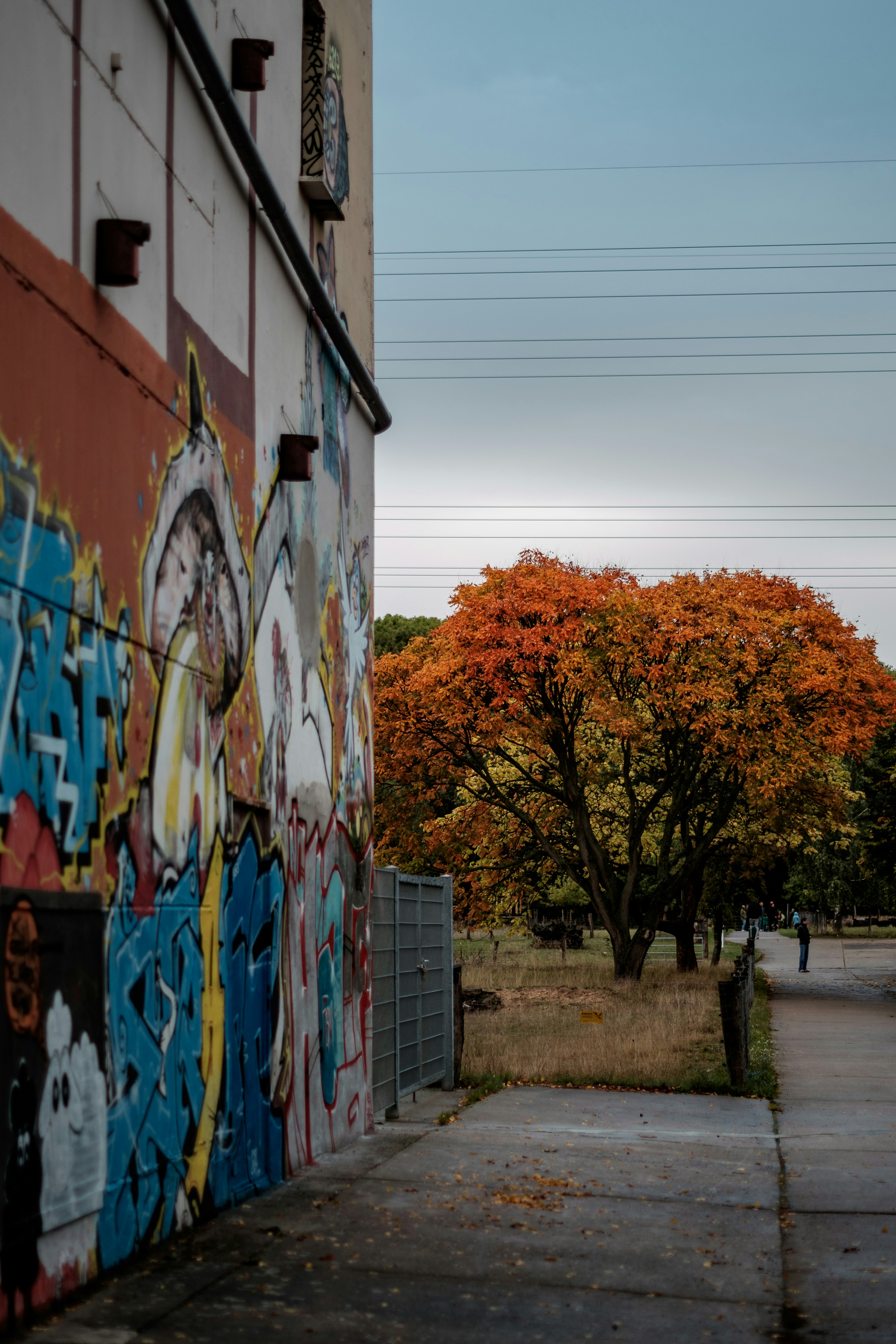 Vibrant graffiti adorns a wall beside a golden autumn tree, contrasting urban art with nature's palette.
