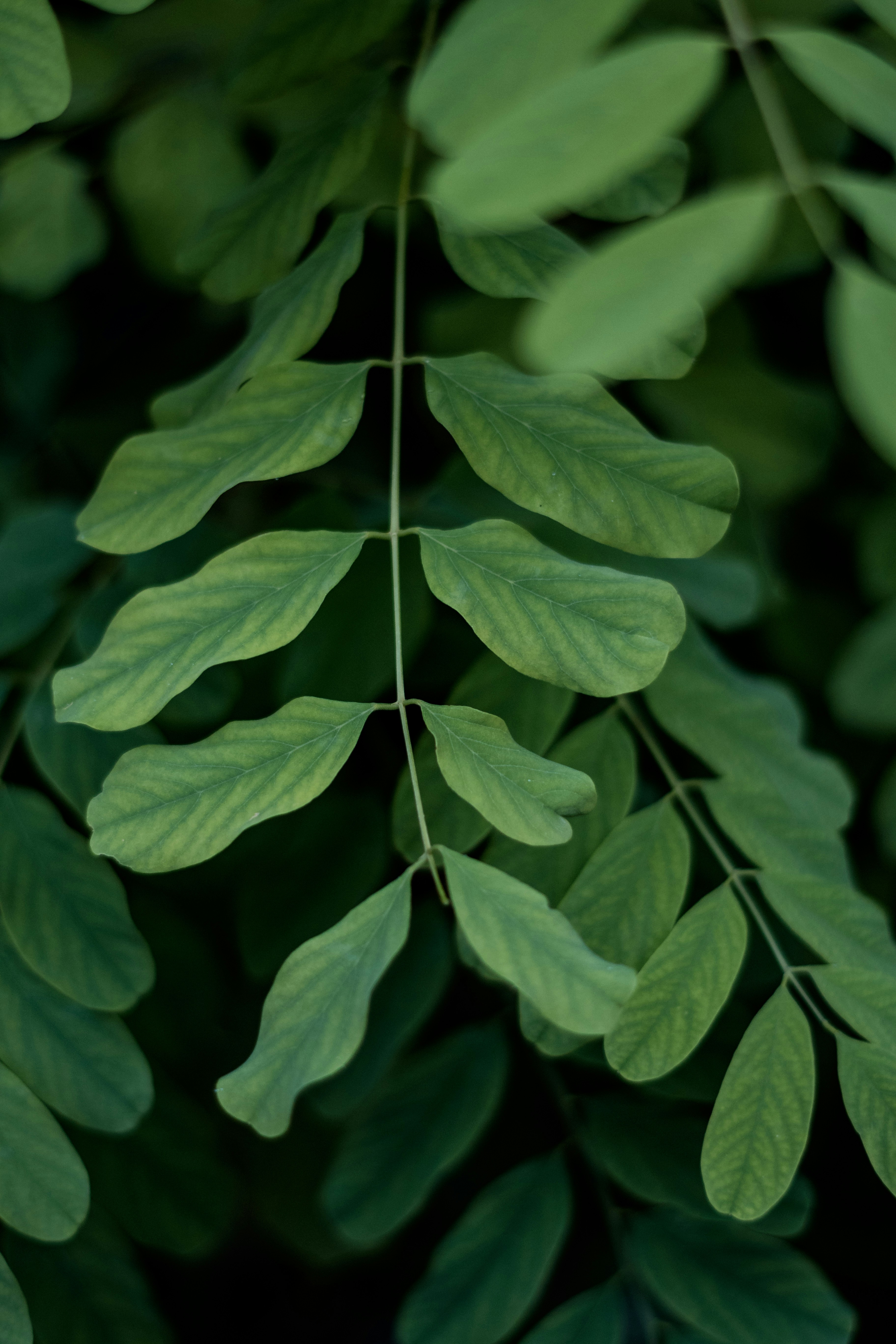 Close-up of lush green leaves showcasing intricate textures and patterns against a dark background.