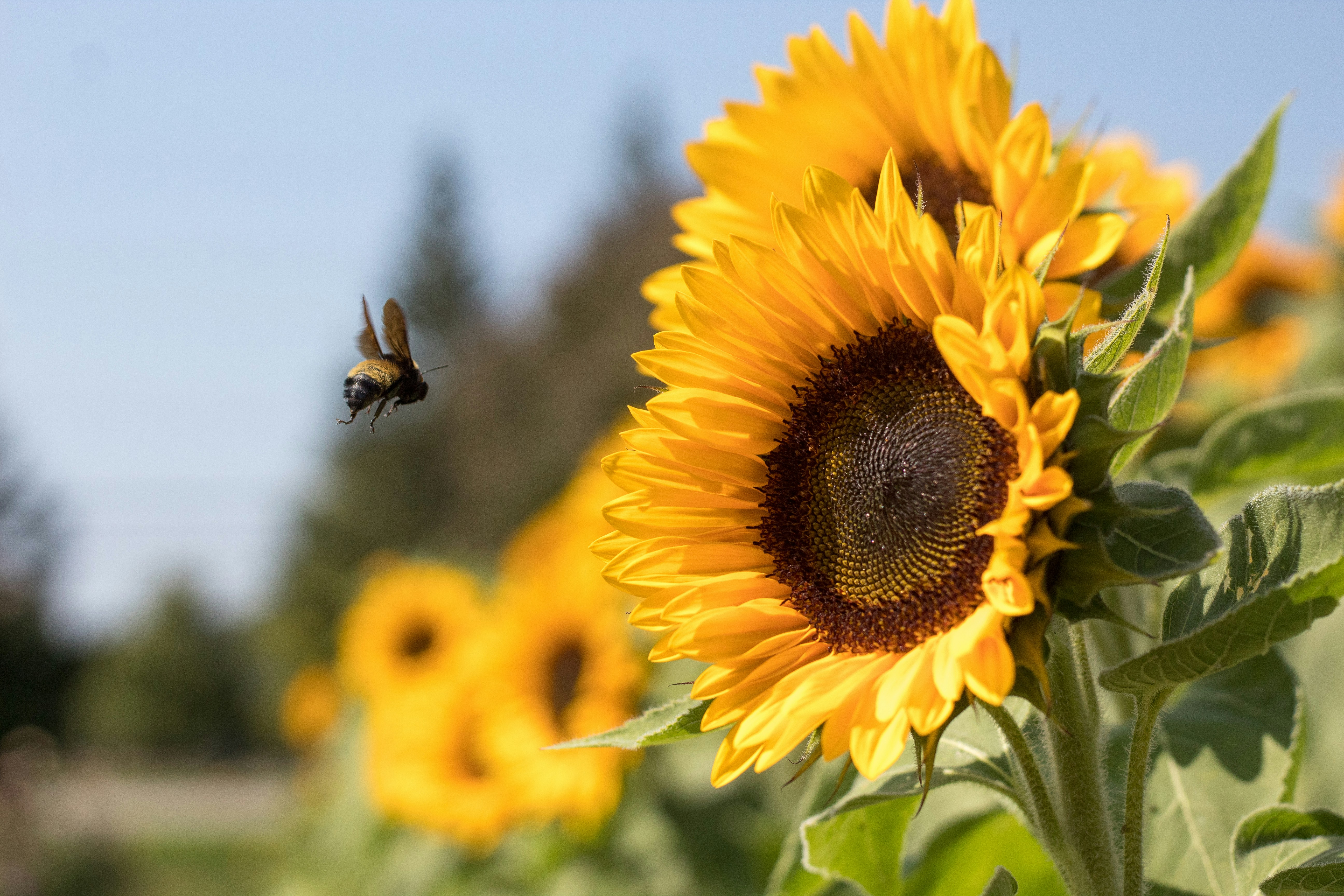 Bee facing sunflower photo – Free Flower Image on Unsplash