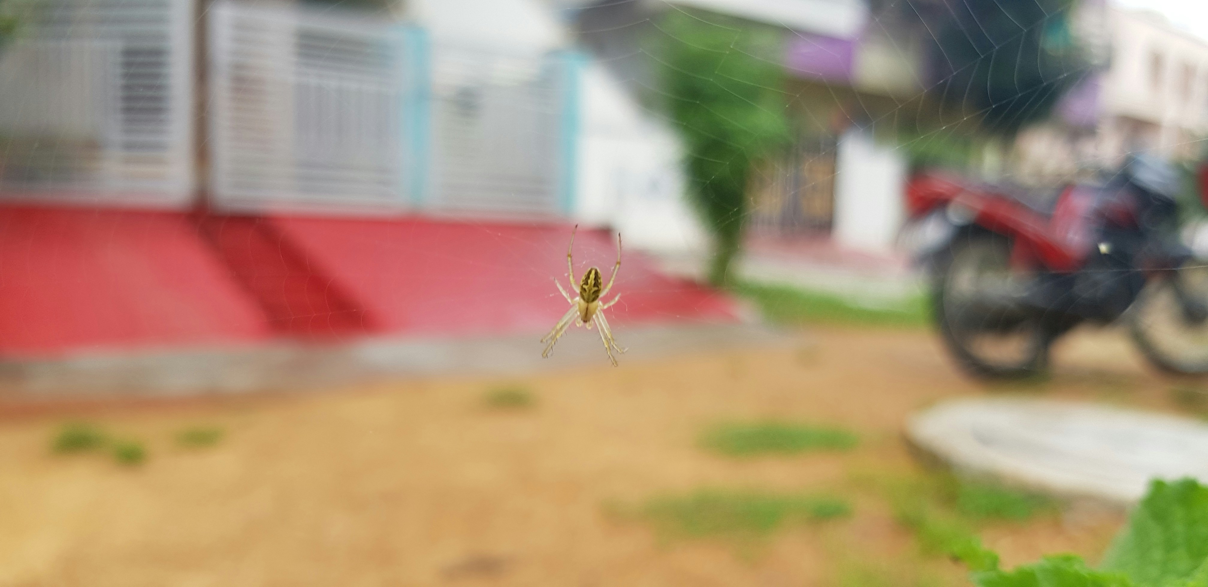 brown spider