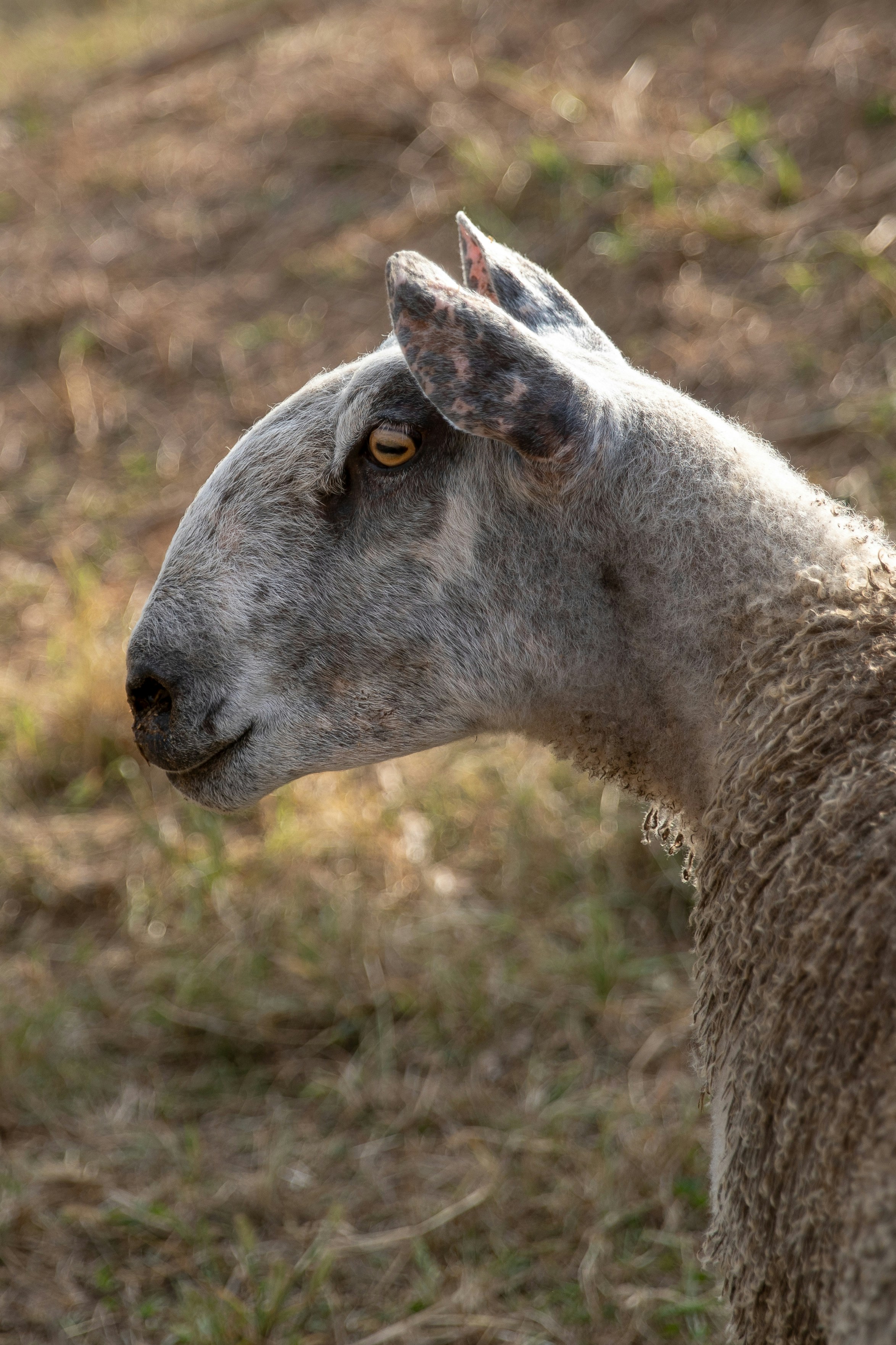 Amber-Eyed Profile: A Sheep’s Quiet Portrait in Sunlit Pasture