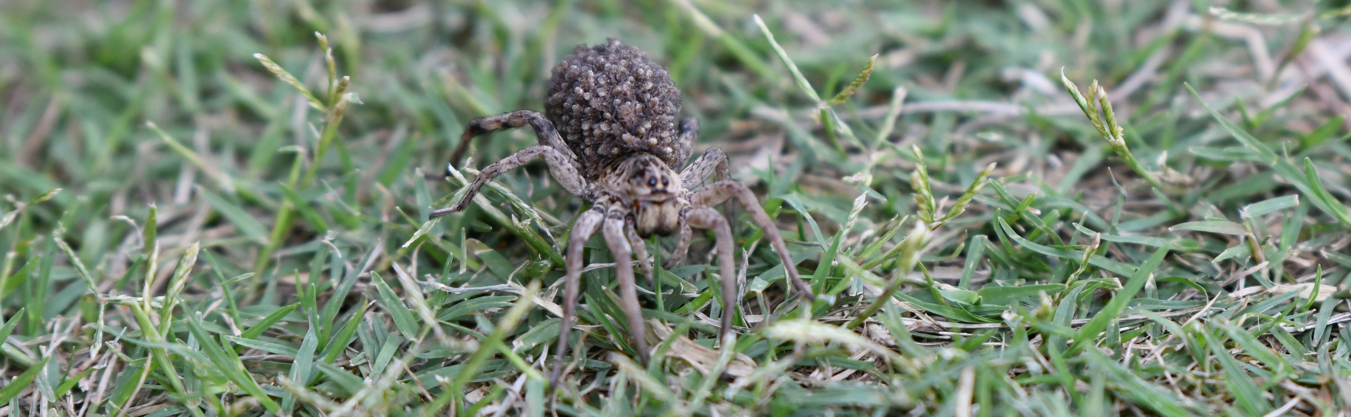 Grassbound Spider Crab on a Quiet Lawn