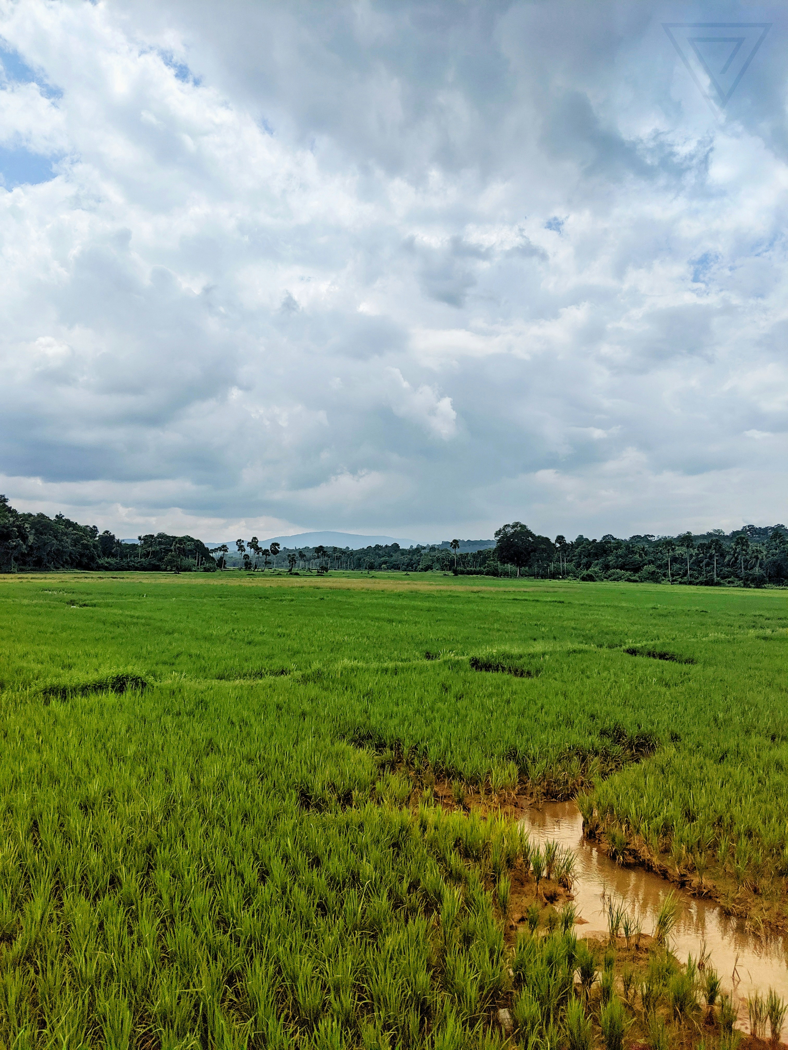Emerald Tapestry: A Rice Field's SerenityVishnu Prasad