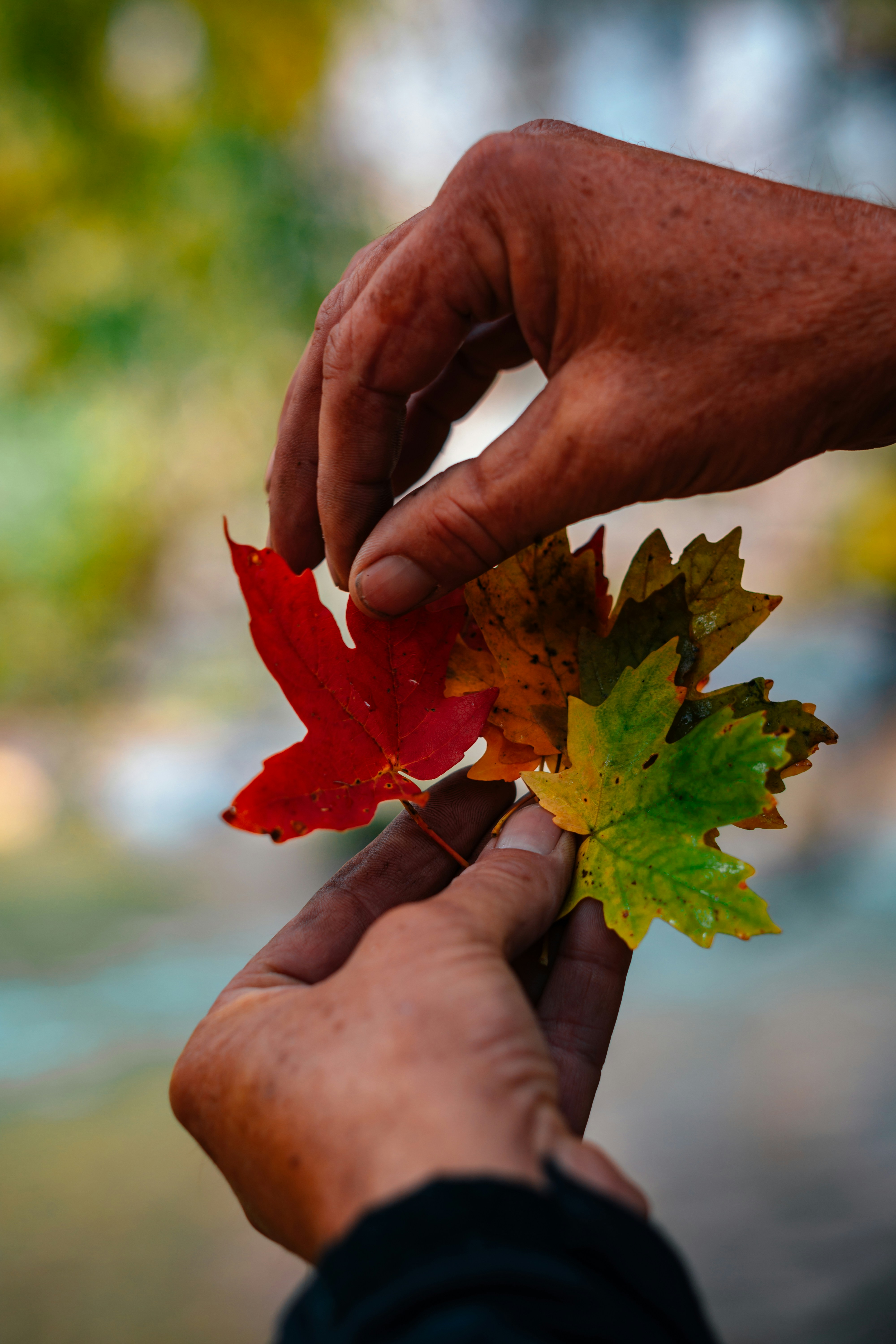 Autumn's Handheld Palette: Red, Gold, and Green Leaves in Focus