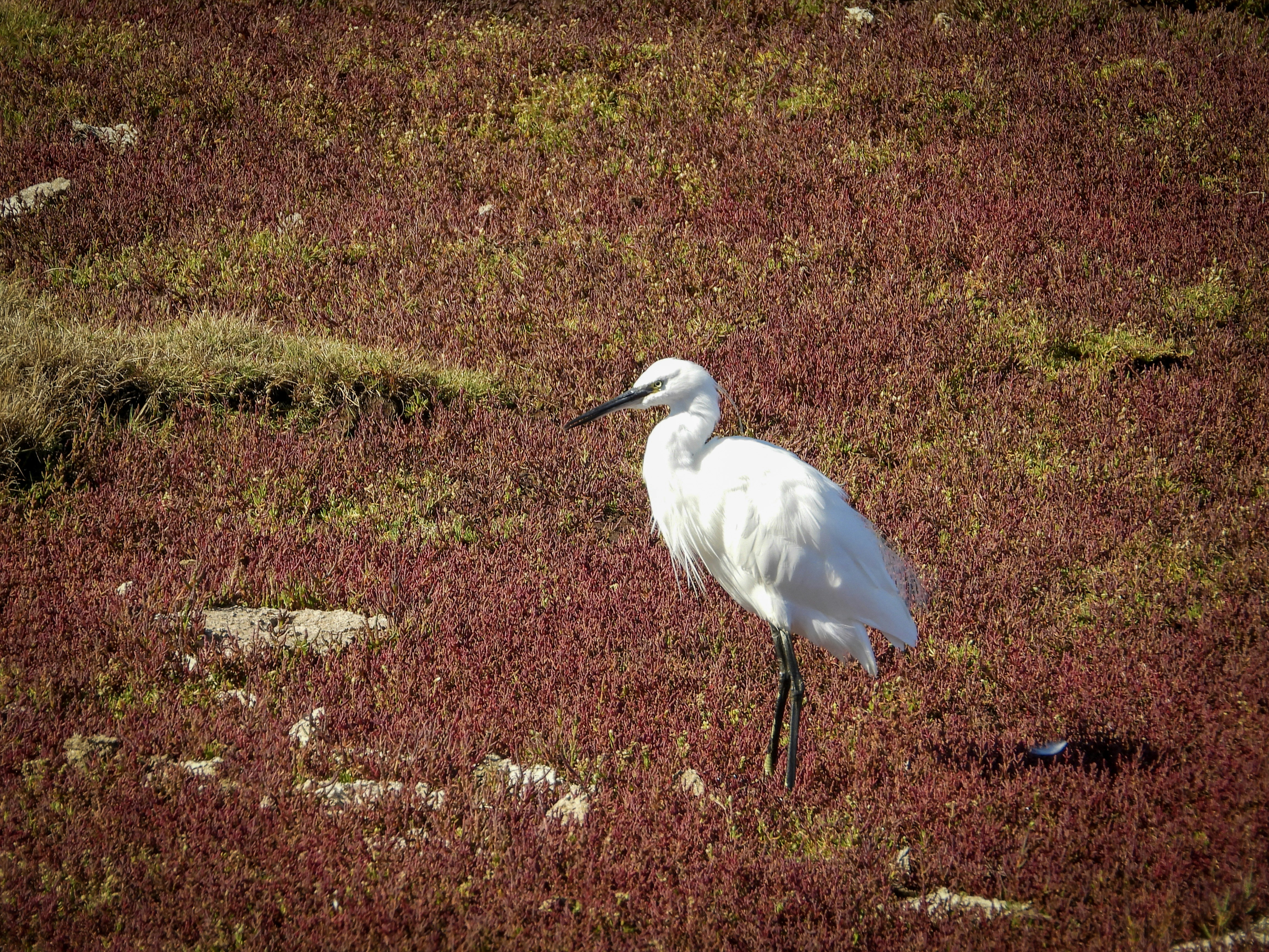 Sample photo from Nikon Coolpix P1000