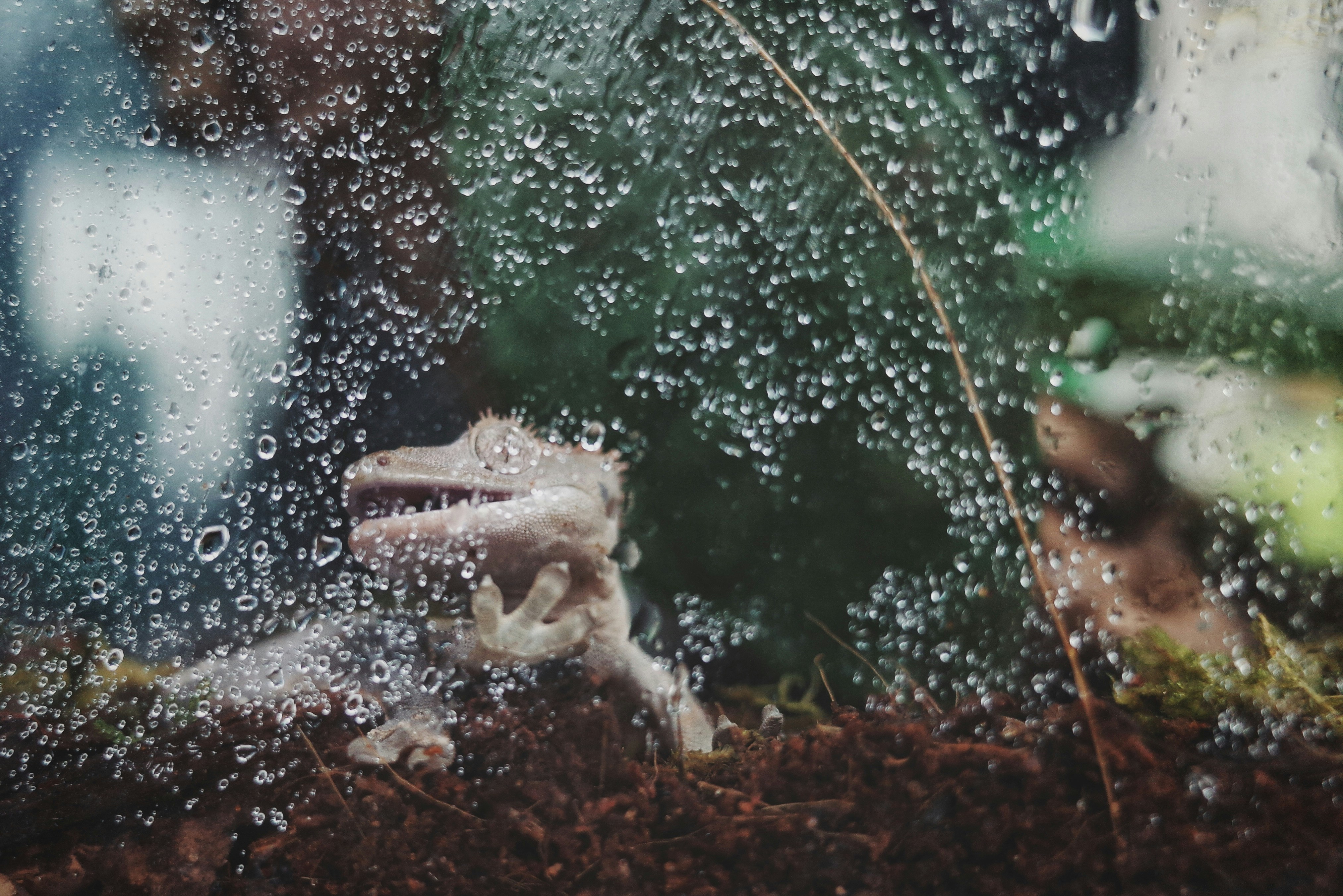 A Gecko on Moss Behind a Glassy Rain Screen