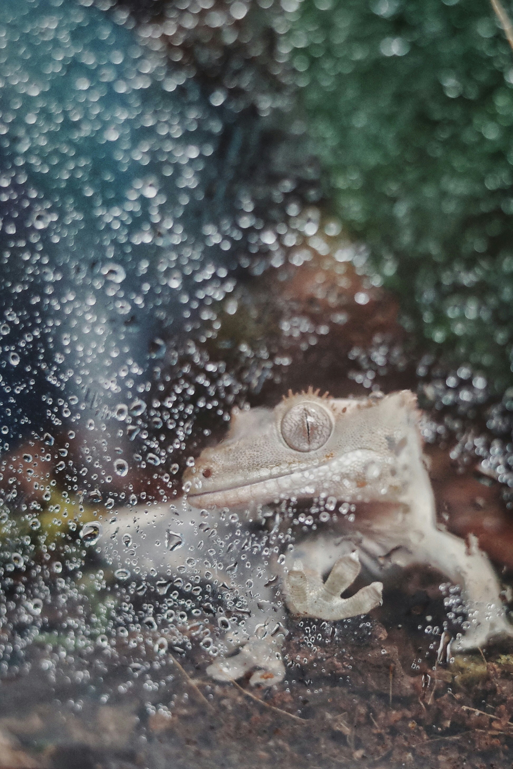 Glimmering Gaze Through Rain-Speckled Glass: Gecko Portrait