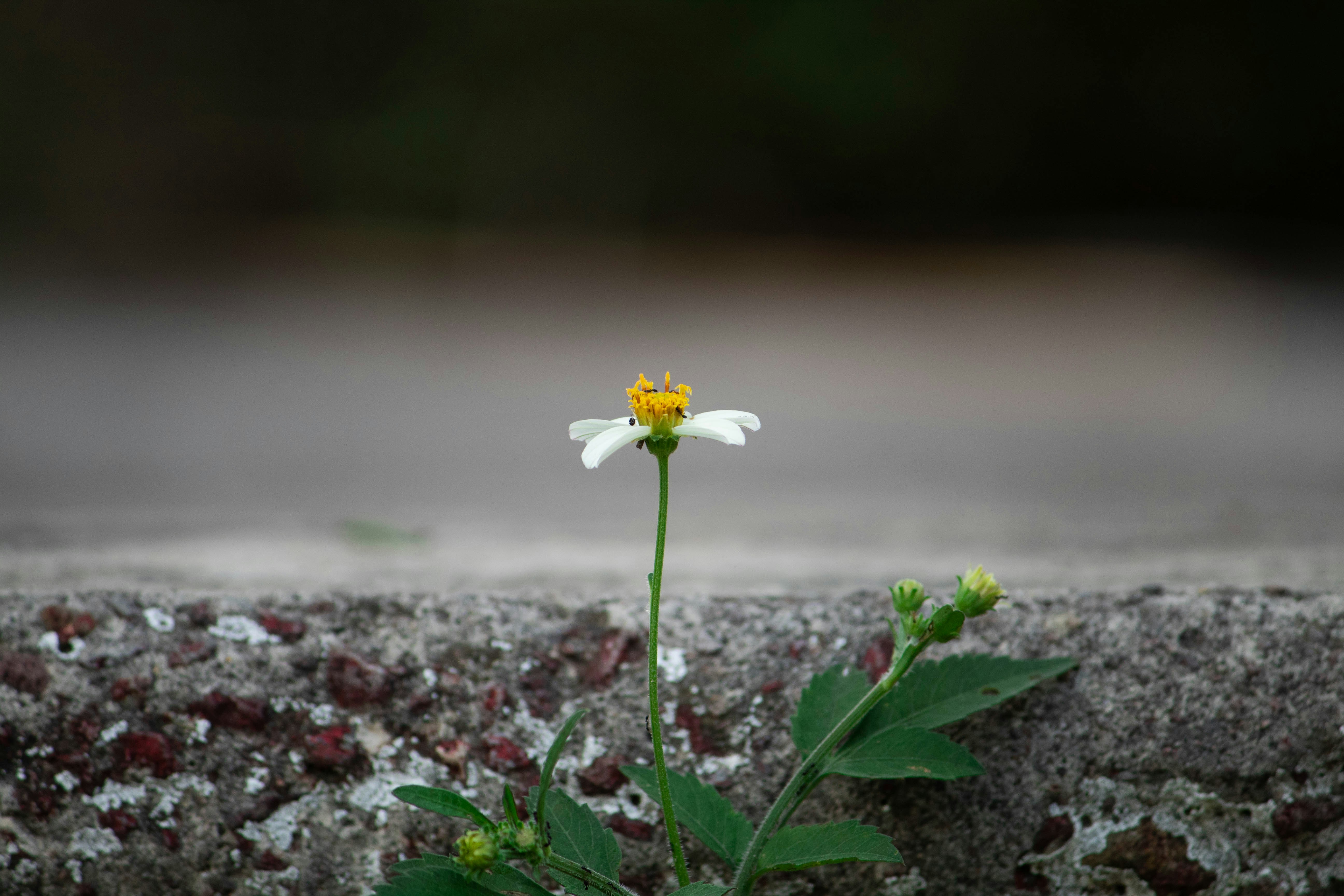 Daisy at the curb: a tiny bloom asserting itself against gray pavement