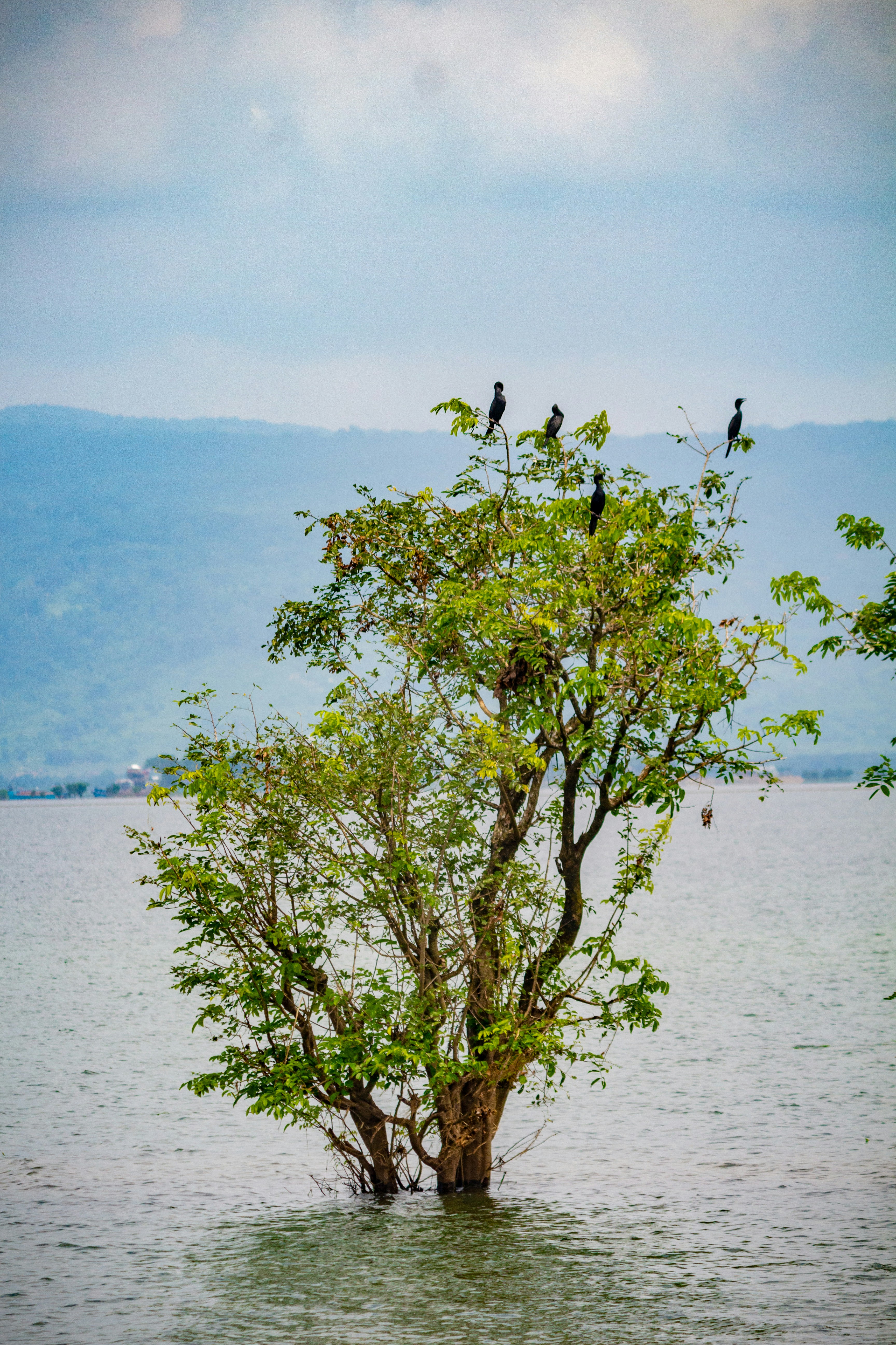 Lakeside Arbor: Birds Perched Above Quiet Waters