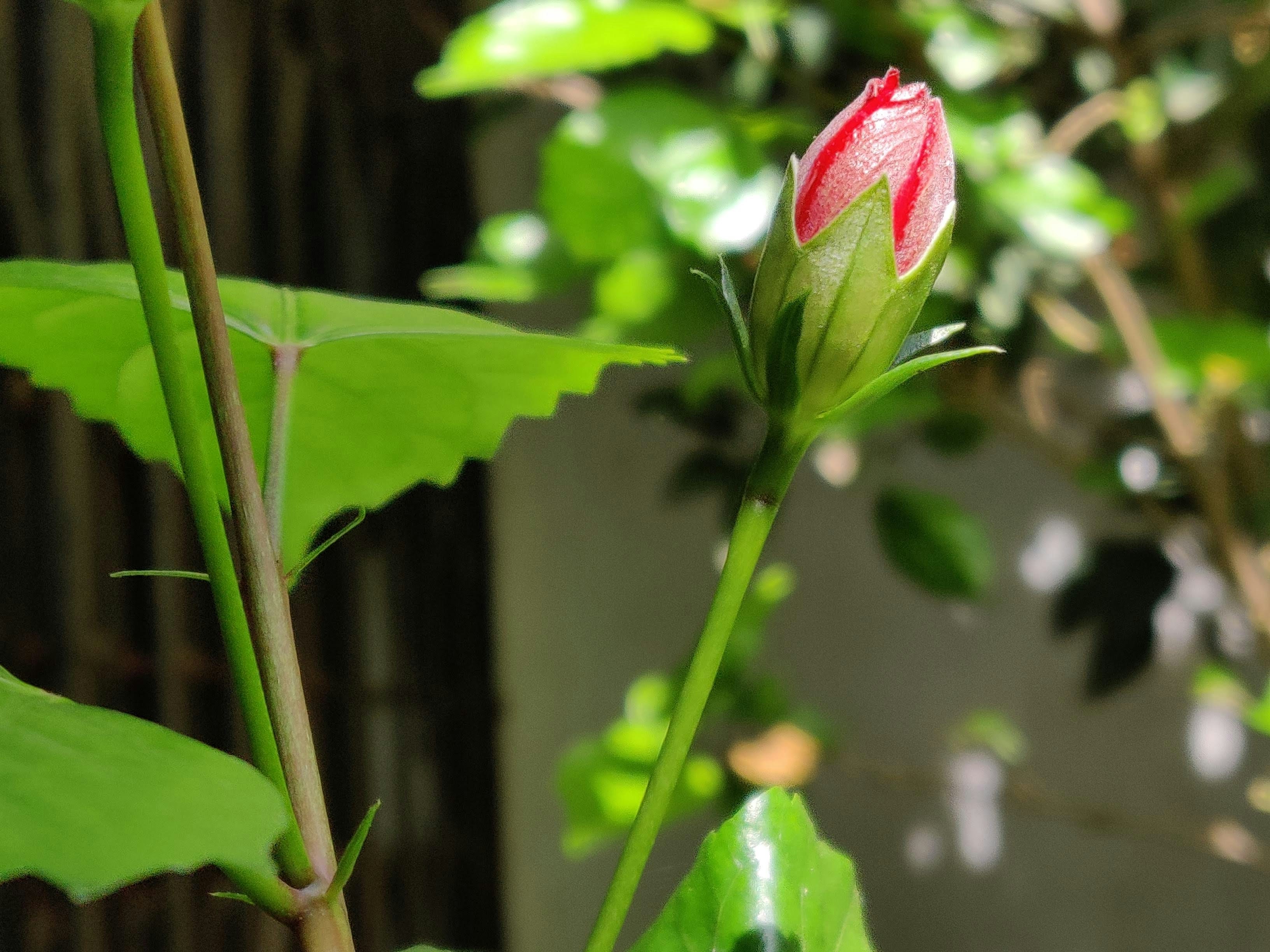 Emerging Blossom Amidst Verdant Leaves