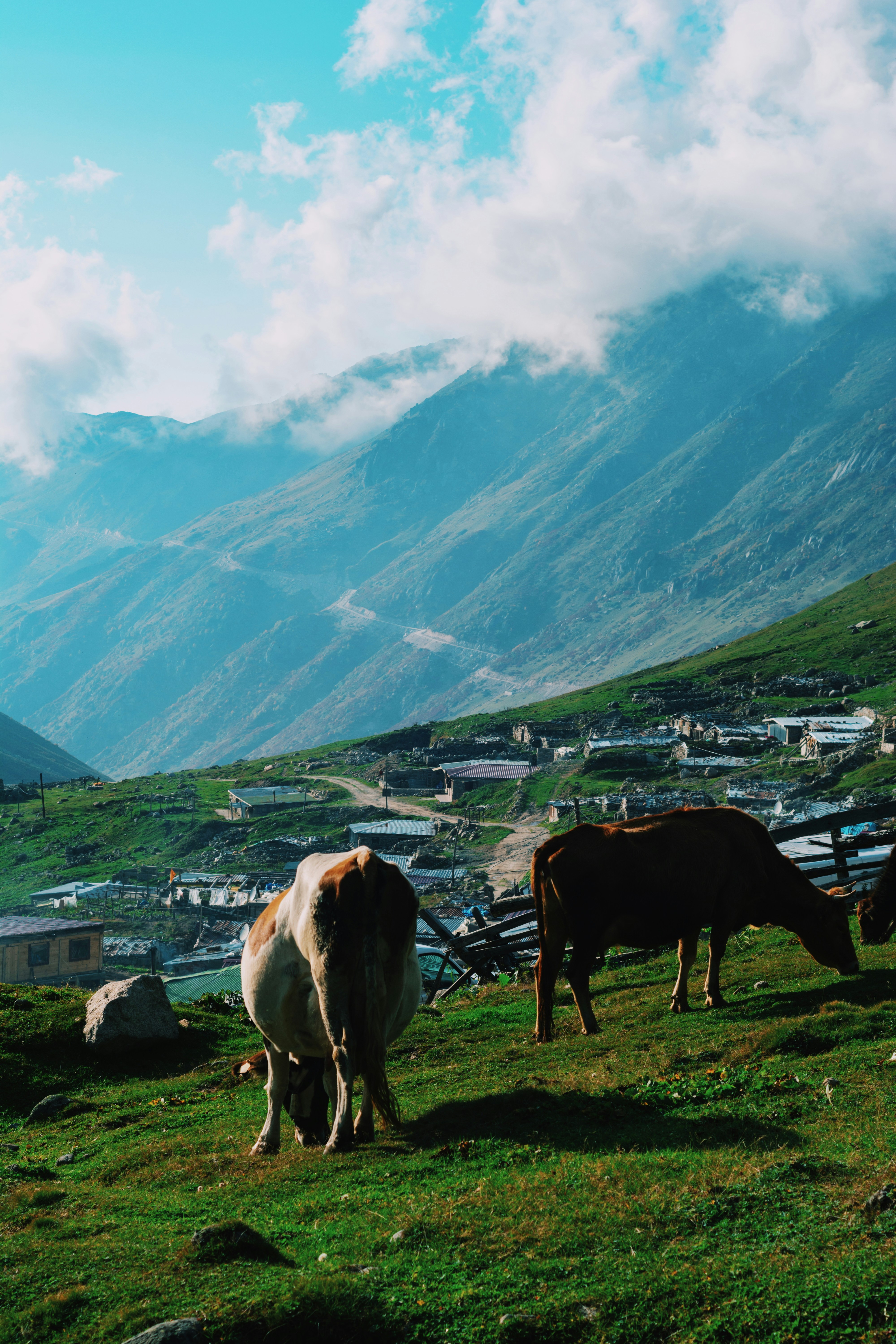 Herd of cows at the mountain foot photo – Free Blue Image on Unsplash