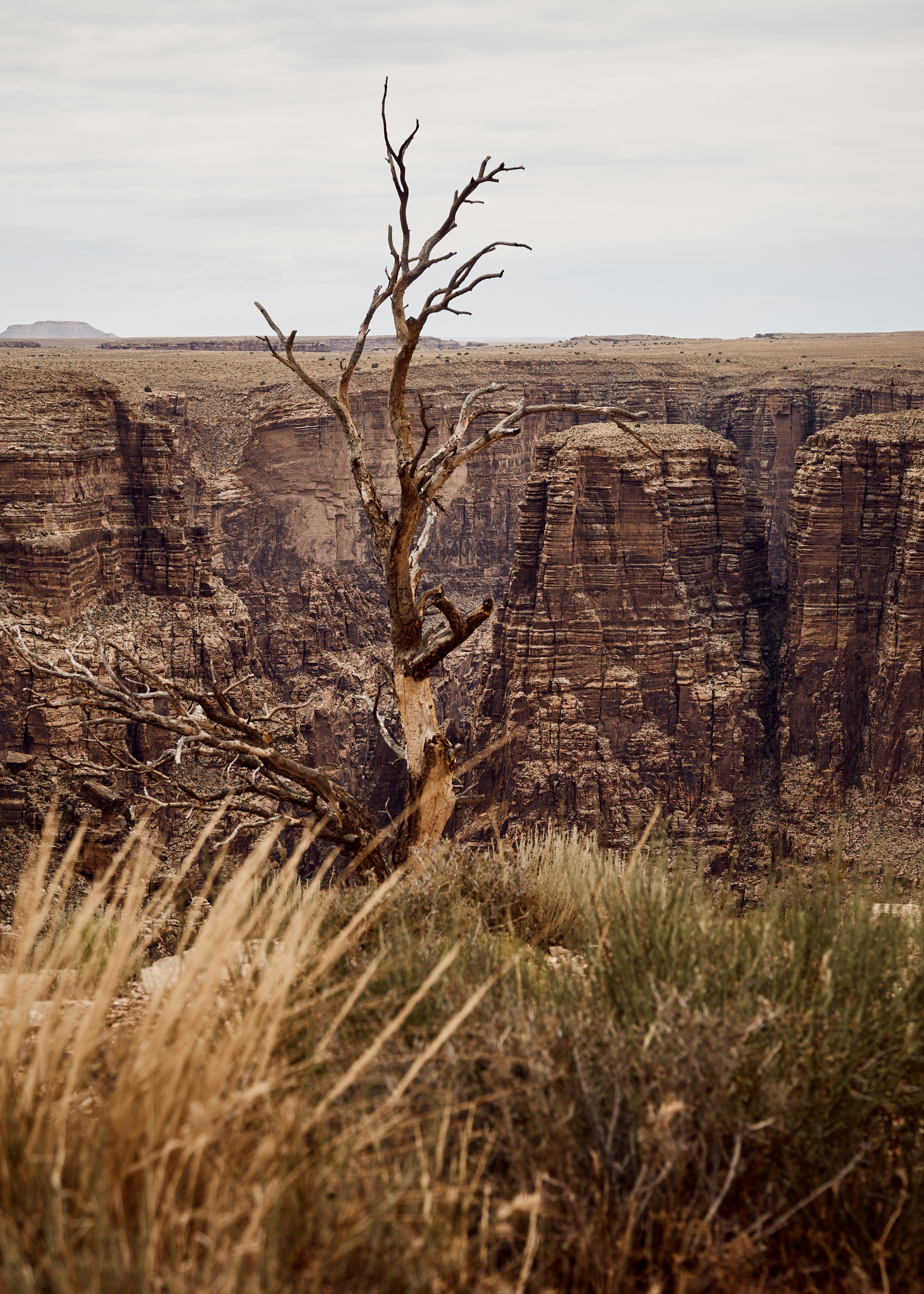 A weathered tree stands resilient at the edge of a canyon, surrounded by rugged cliffs and dry grasses. The scene embodies the stark beauty of nature's endurance.