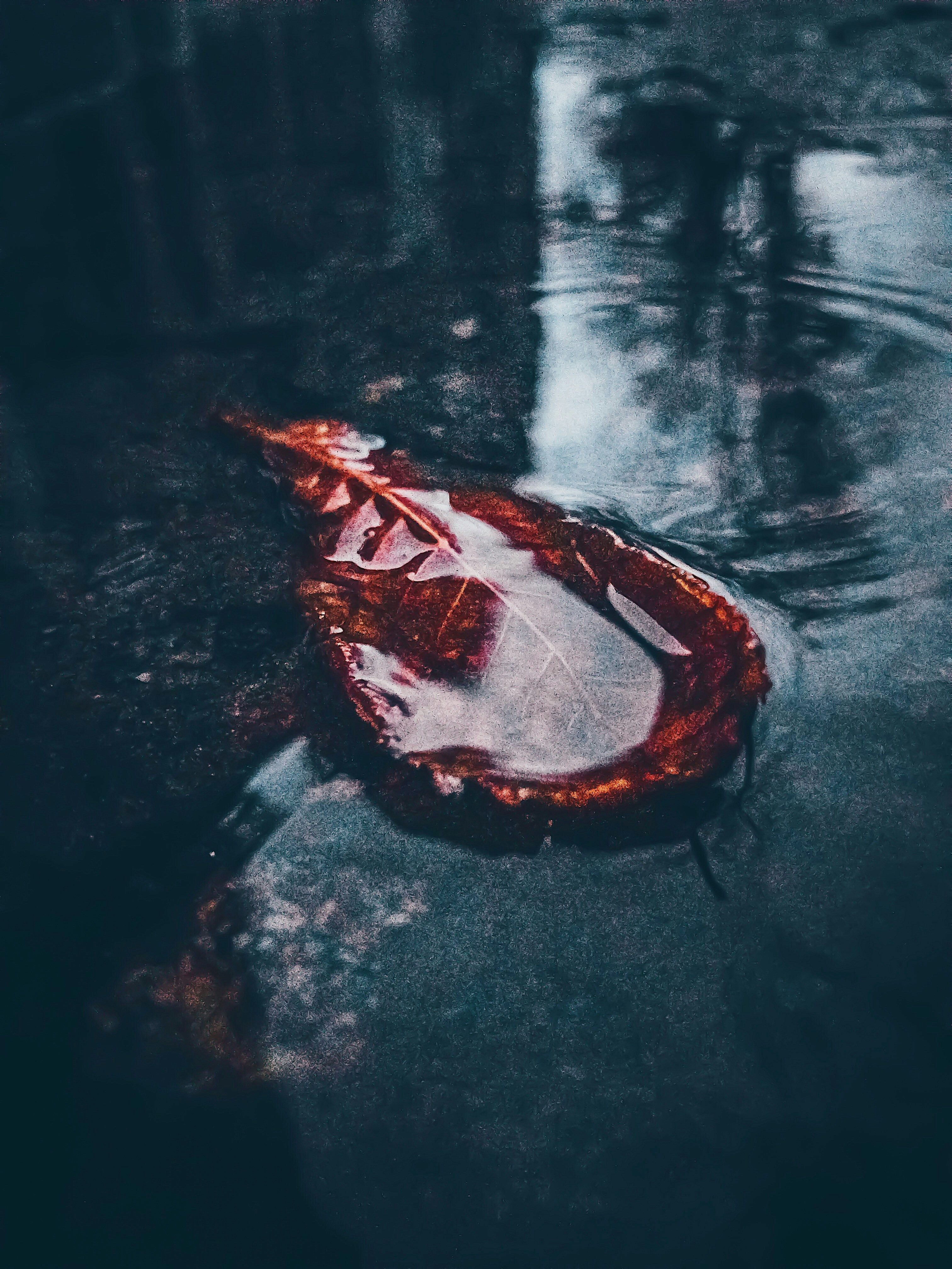 Rust-Toned Leaf Drifts Through a Midnight Pool