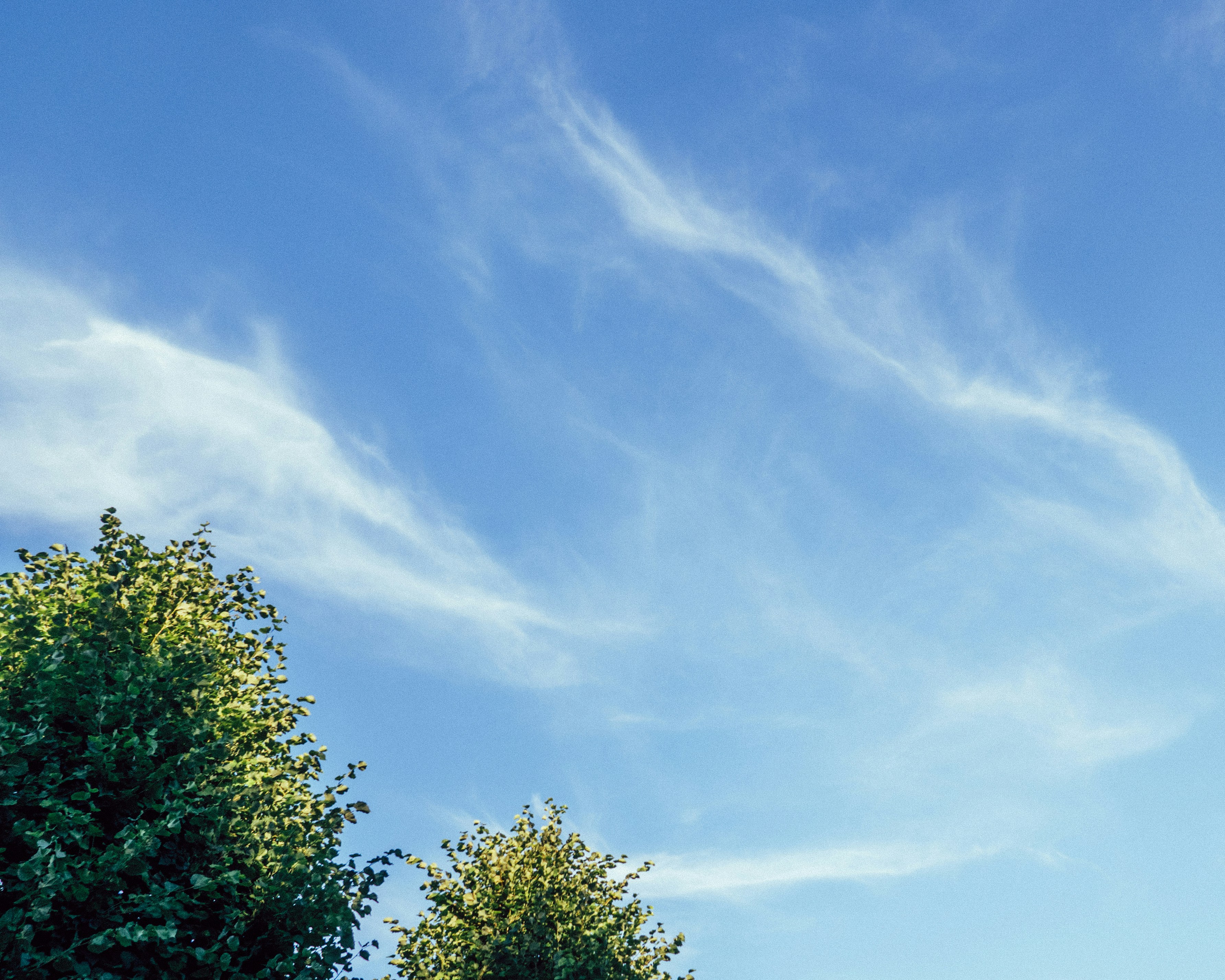 Skyward Green Canopy under a Striated Blue Dome